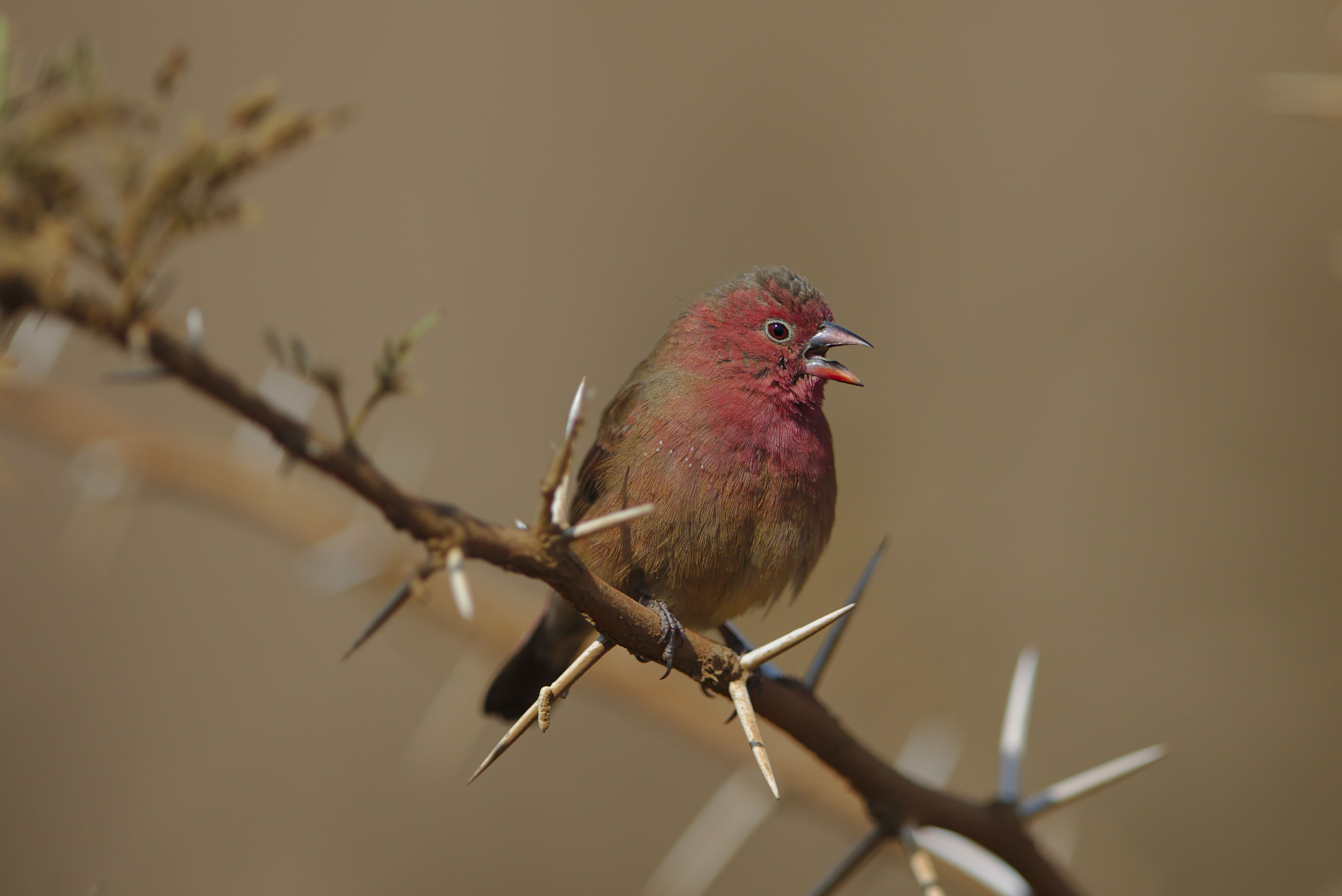 Red-billed Firefinch on Thorny Branch · Free Stock Photo