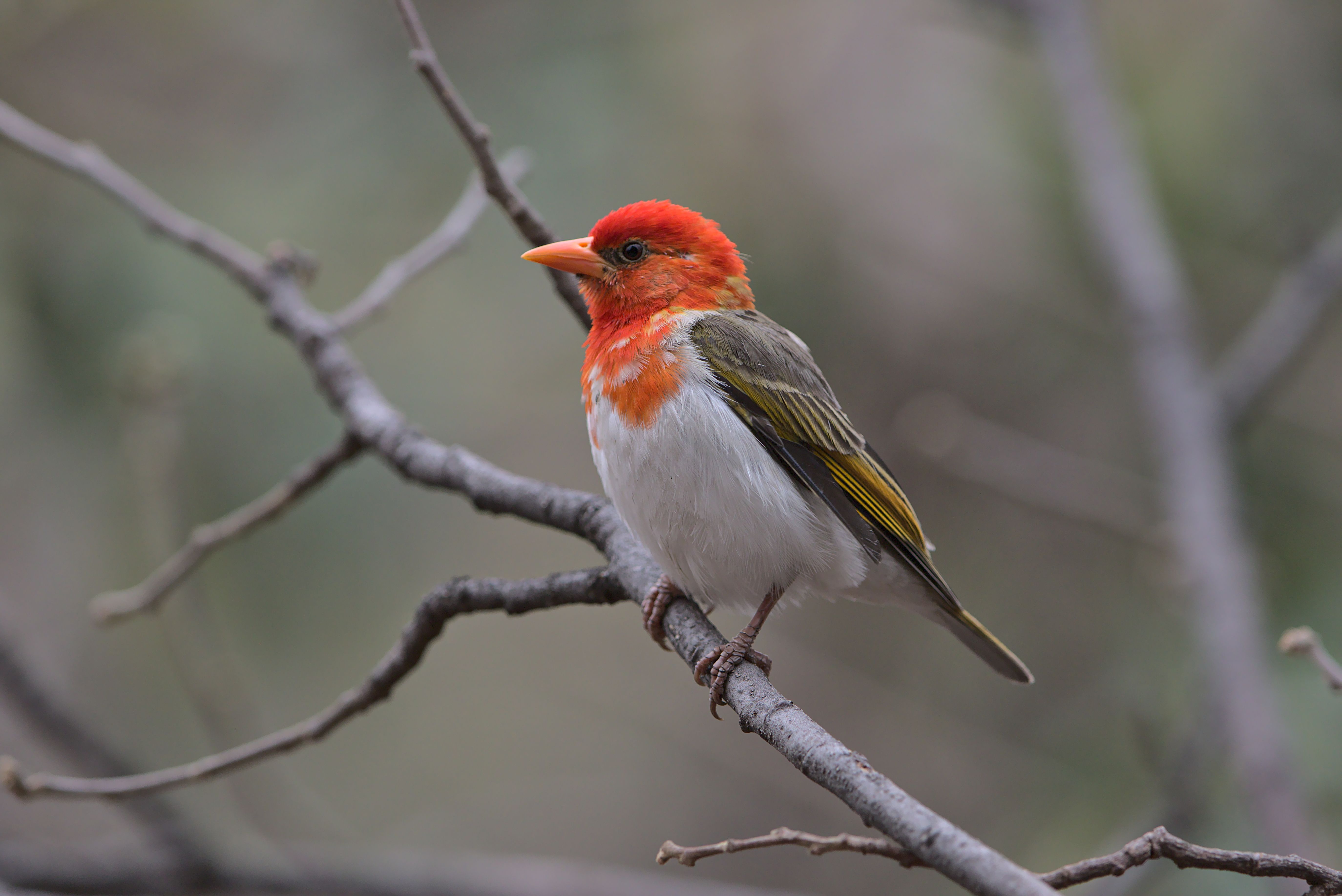 Vibrant Red-Headed Weaver Perched Outdoors · Free Stock Photo