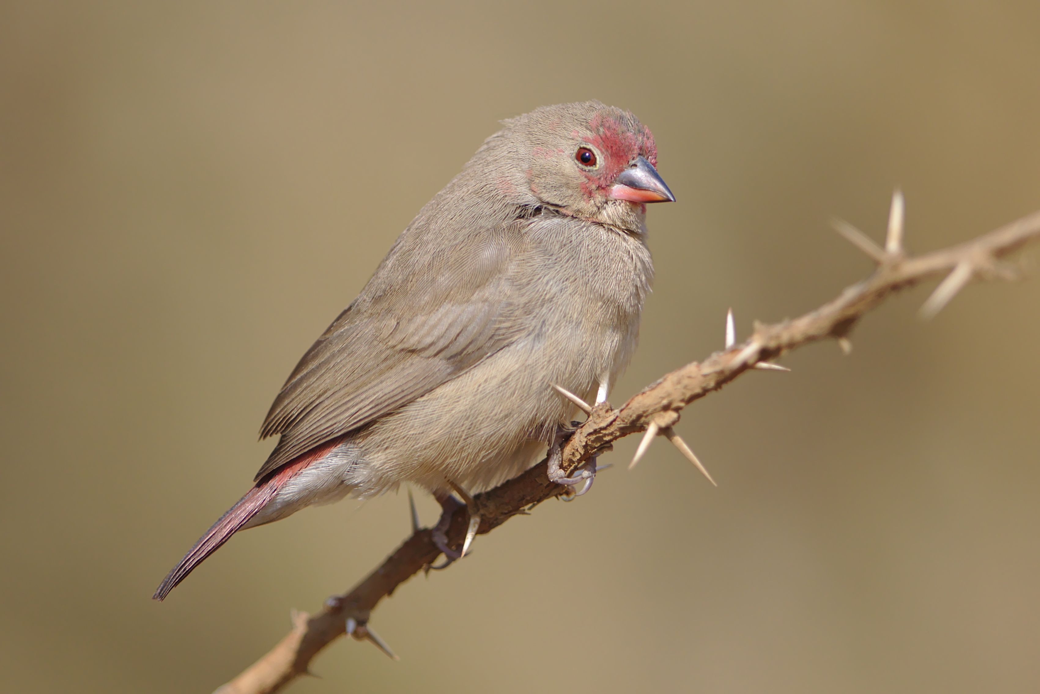 Red-Billed Firefinch Perched on Thorny Branch · Free Stock Photo