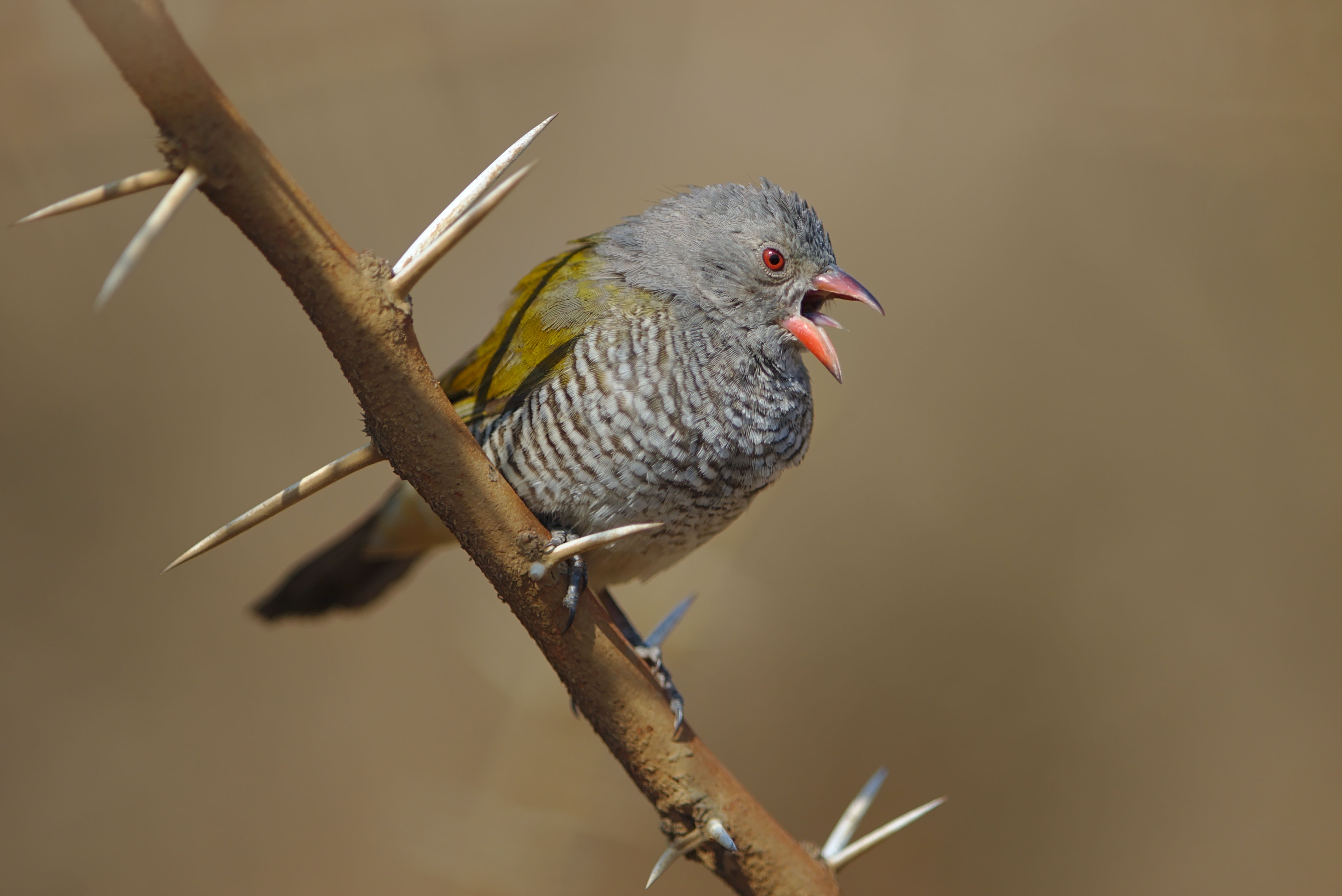 Green-winged Pytilia on Thorny Branch · Free Stock Photo