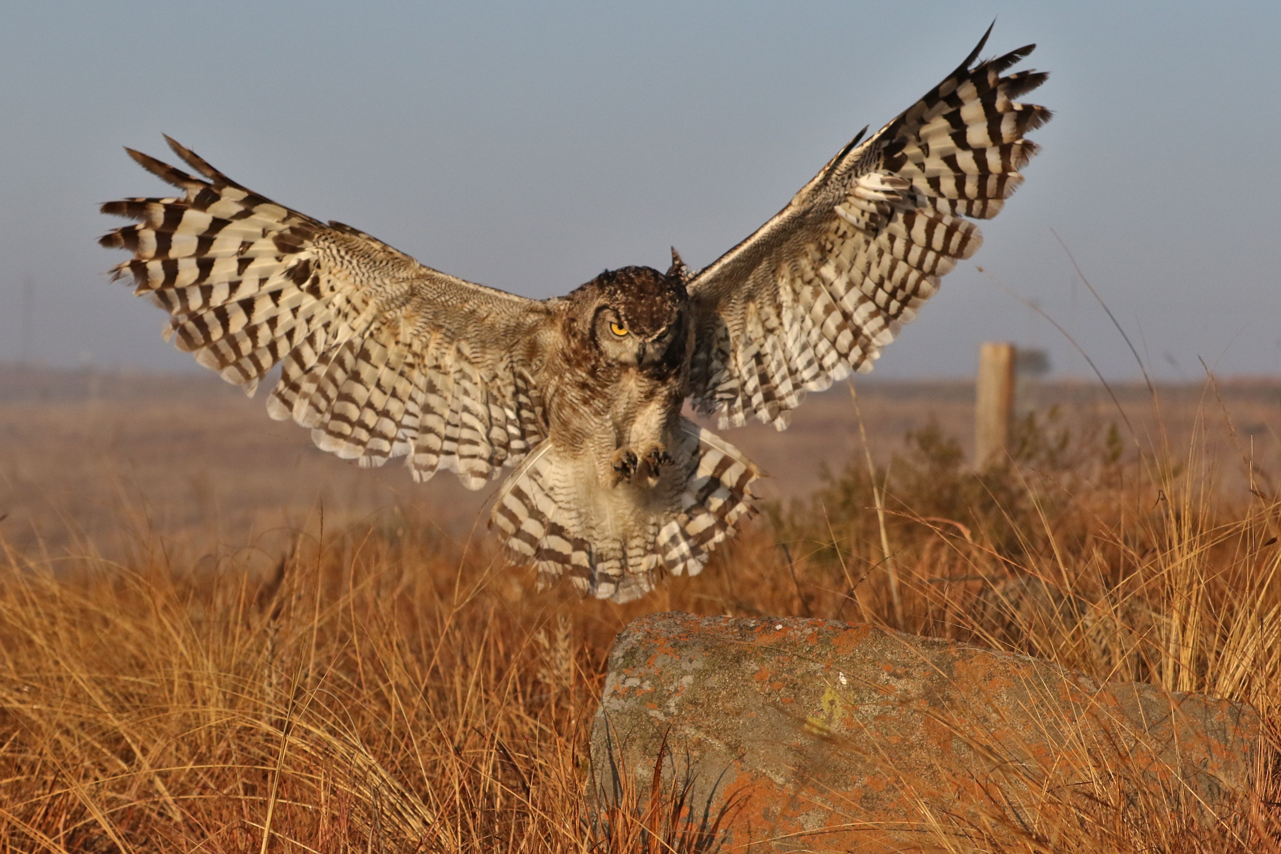 Spotted Eagle Owl in Flight Over Savanna · Free Stock Photo
