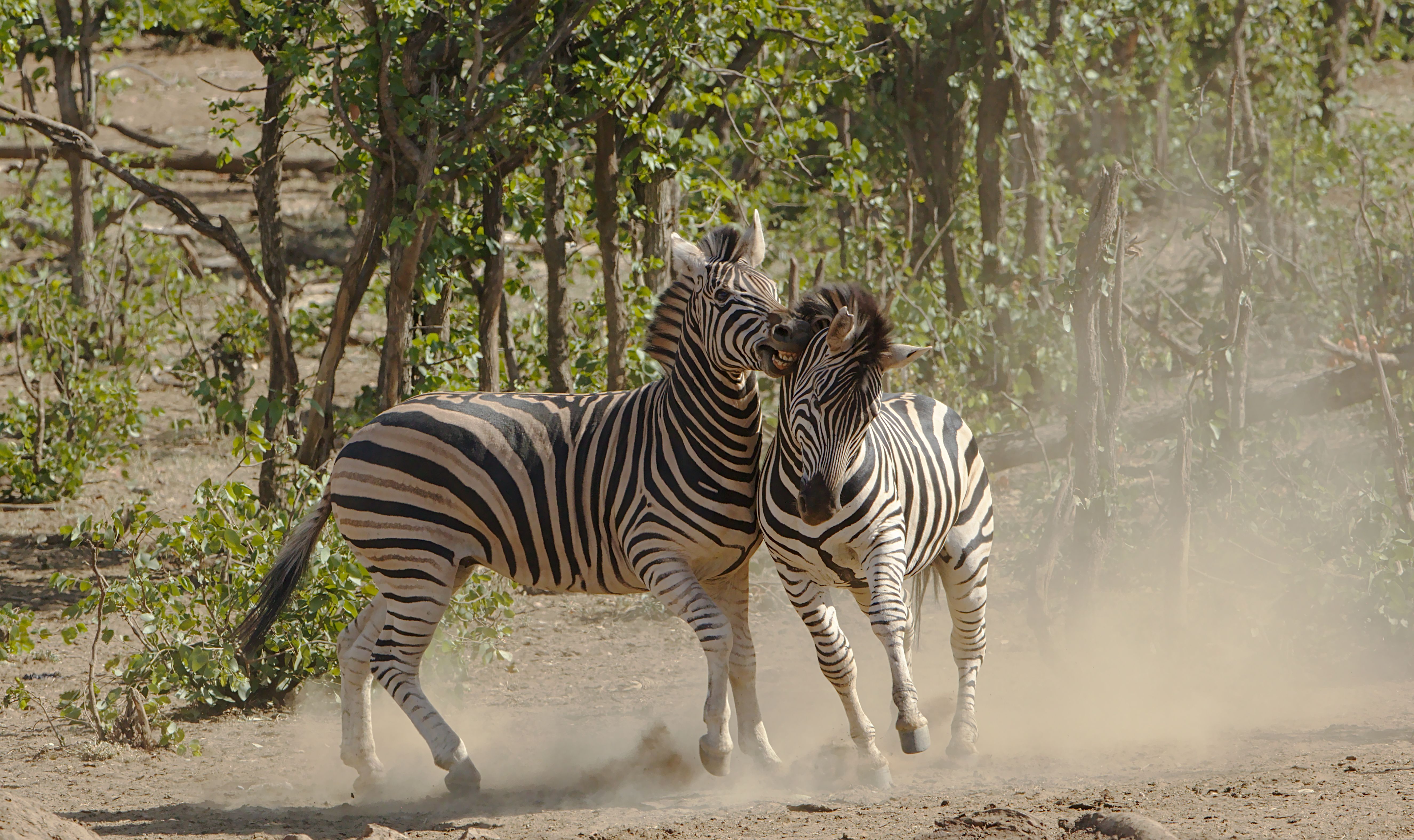 Zoo Animals Photos, Download The BEST Free Zoo Animals Stock Photos ...