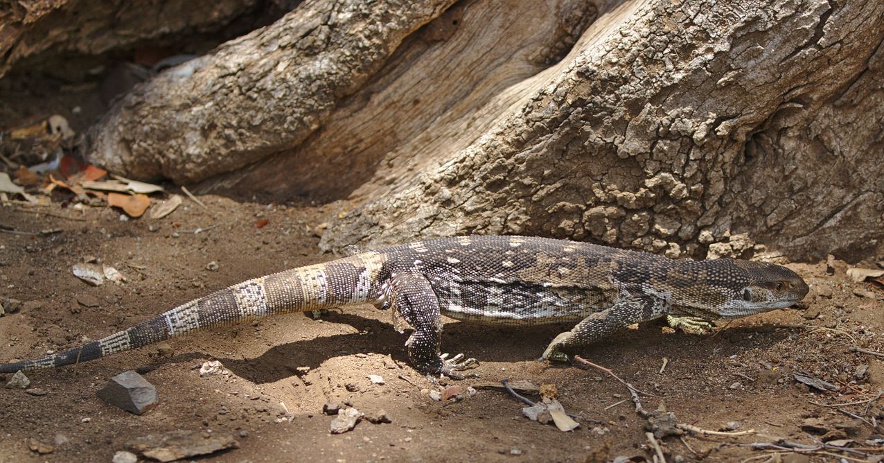 Yellow Spotted Monitor: Care, Habitat & Facts Guide
