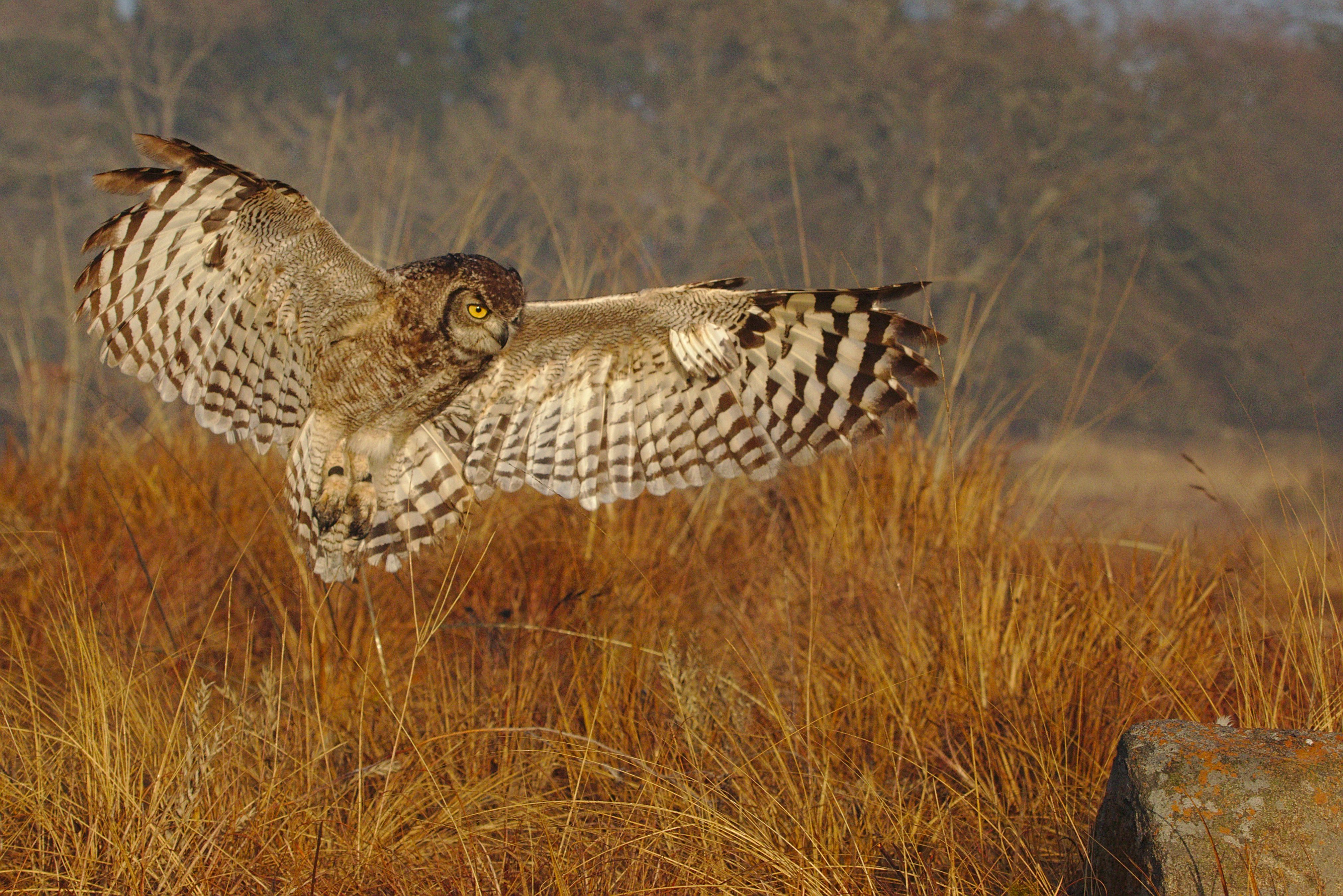 Majestic Spotted Eagle Owl in Flight Over Grassland · Free Stock Photo
