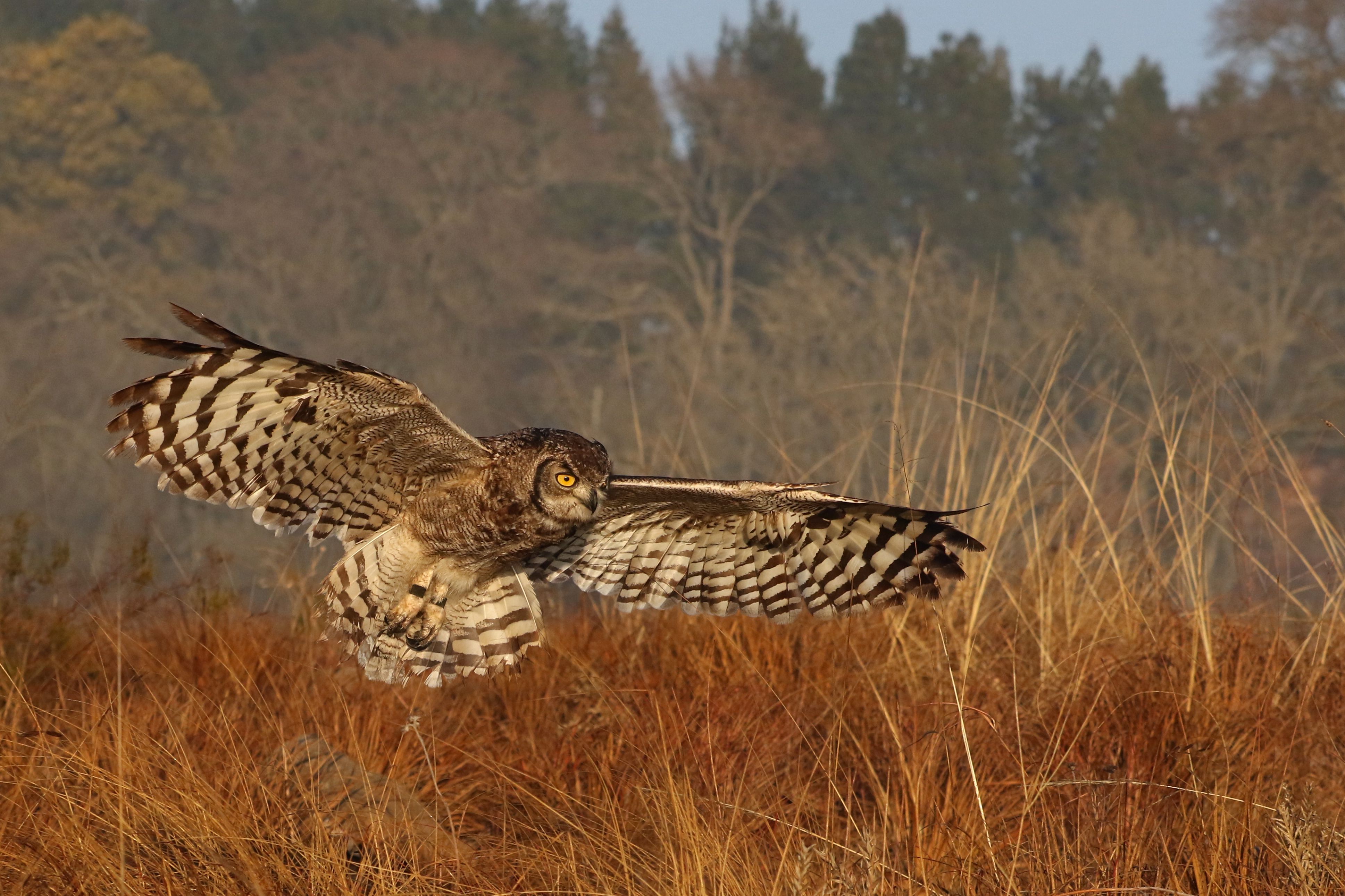 Spotted Eagle Owl in Flight Over Savanna · Free Stock Photo