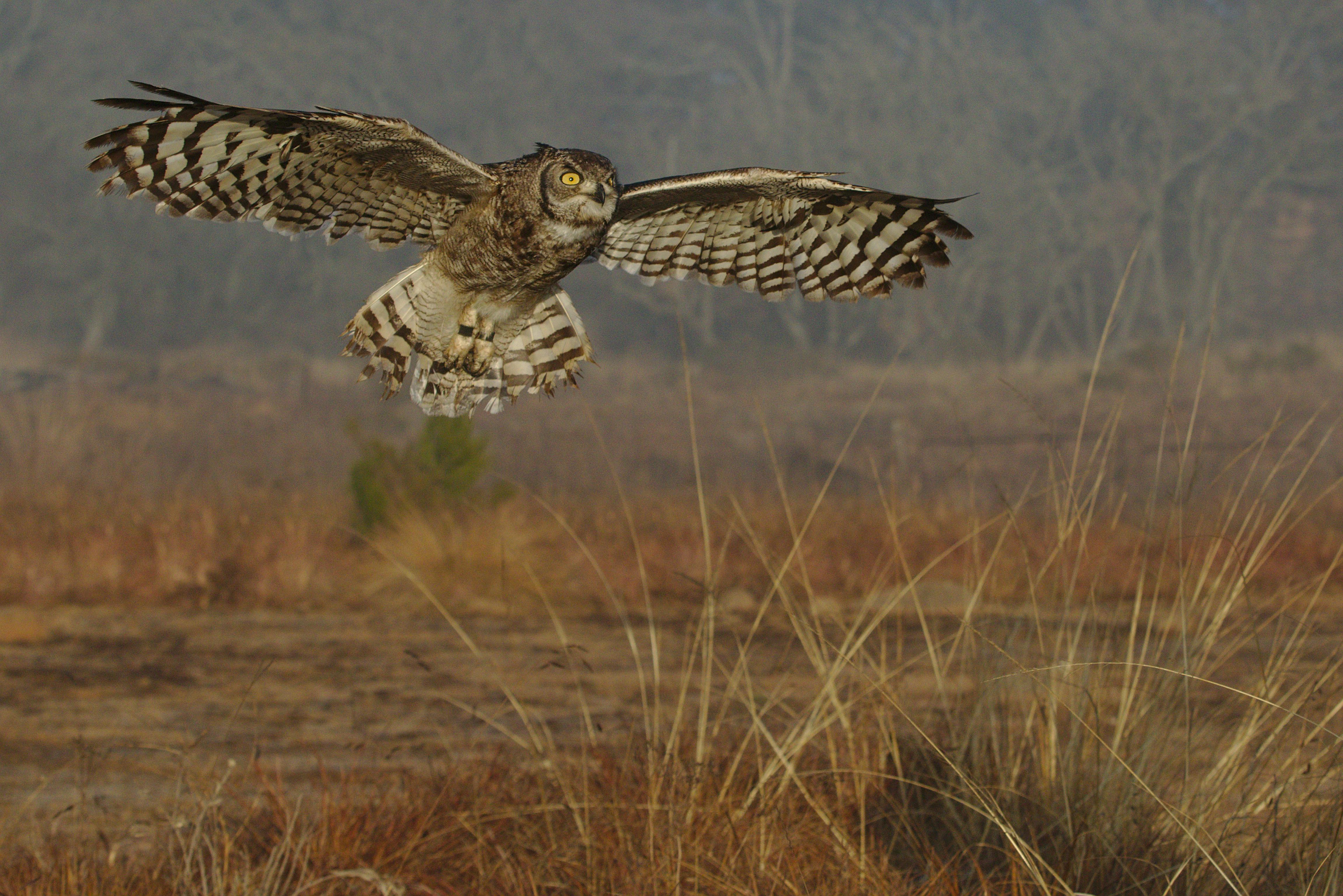 Spotted Eagle Owl in Flight Over Grassland · Free Stock Photo