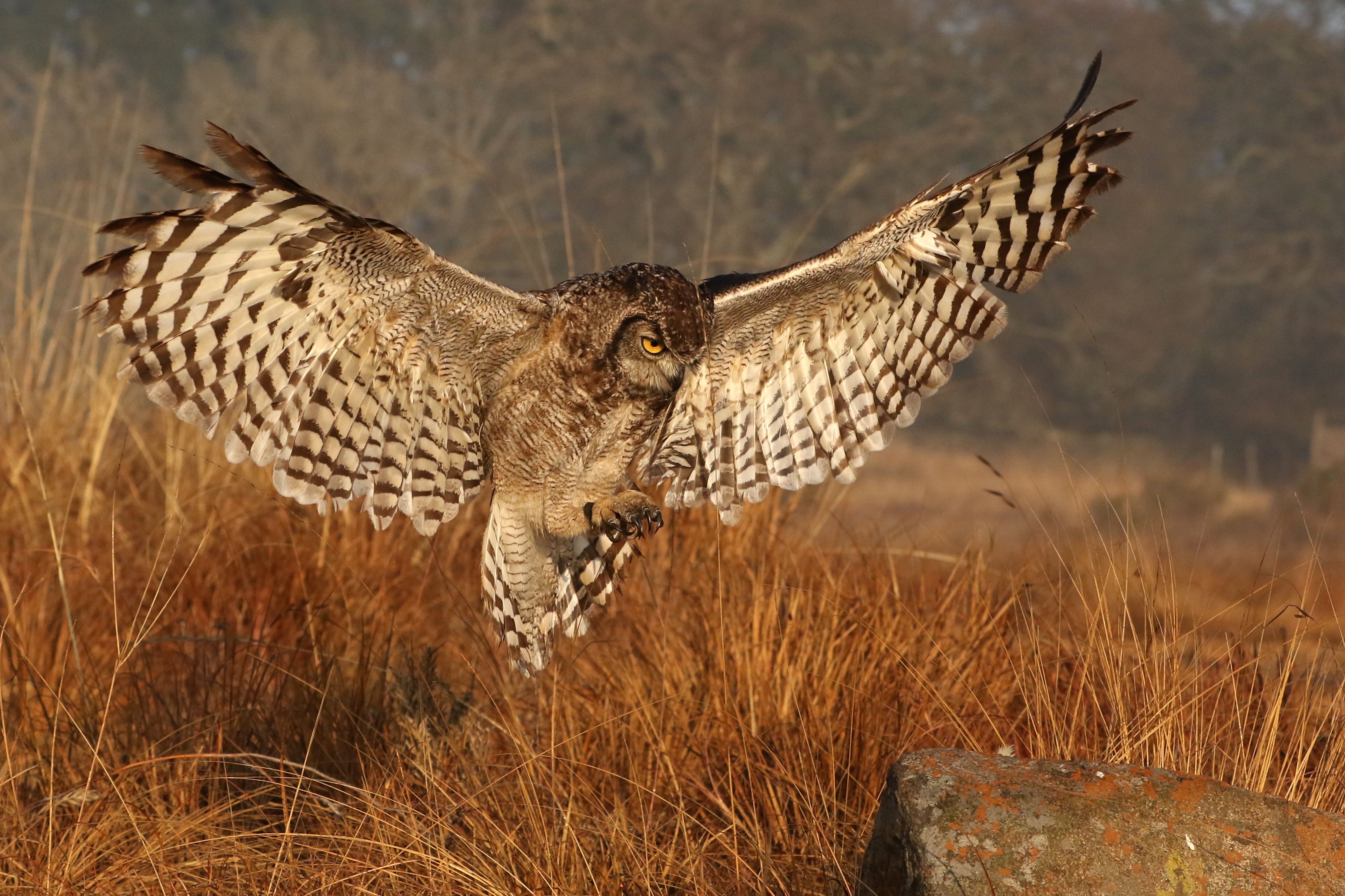 Spotted Eagle Owl in Flight Over Savanna · Free Stock Photo