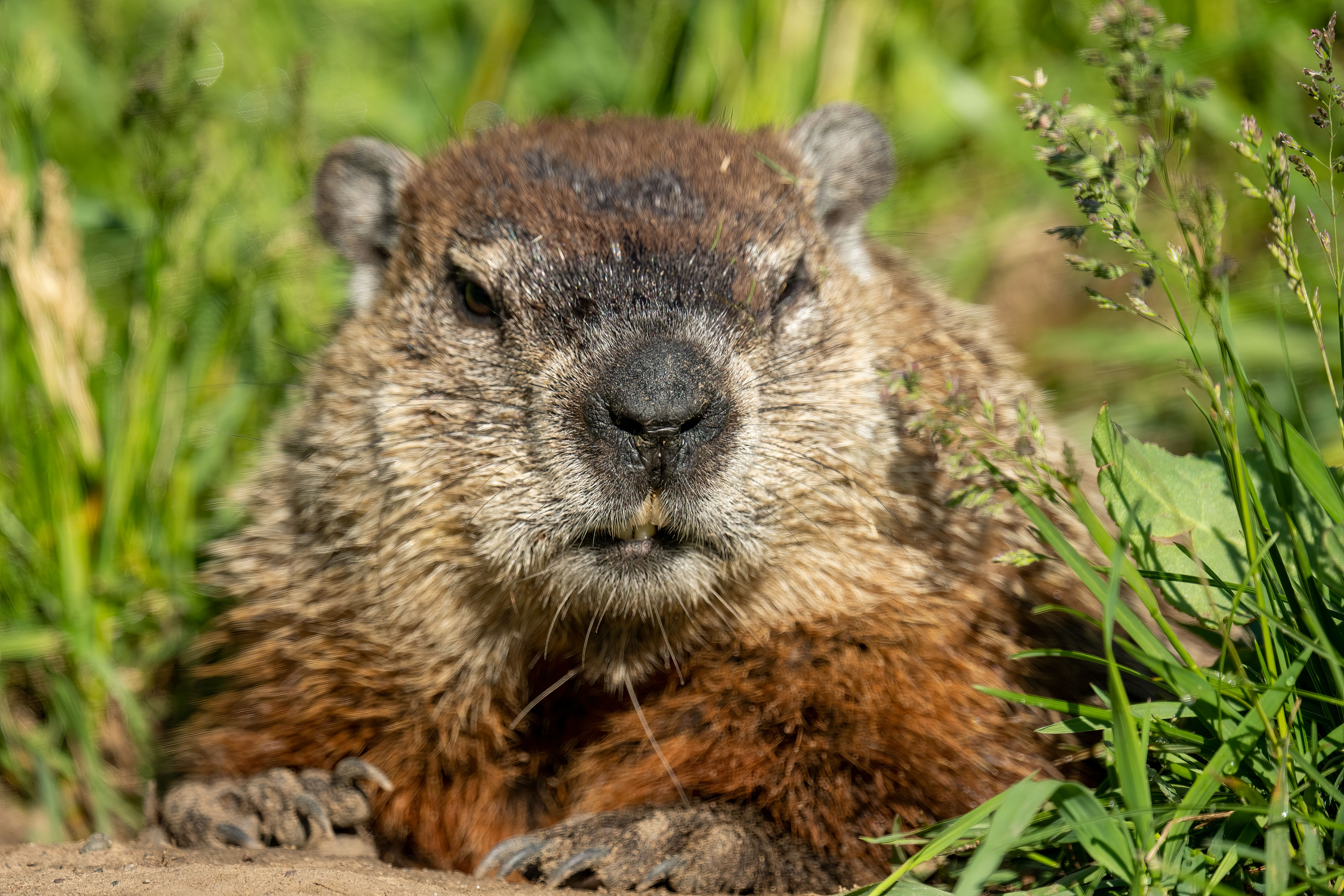 Close-up of a Groundhog in Natural Habitat · Free Stock Photo