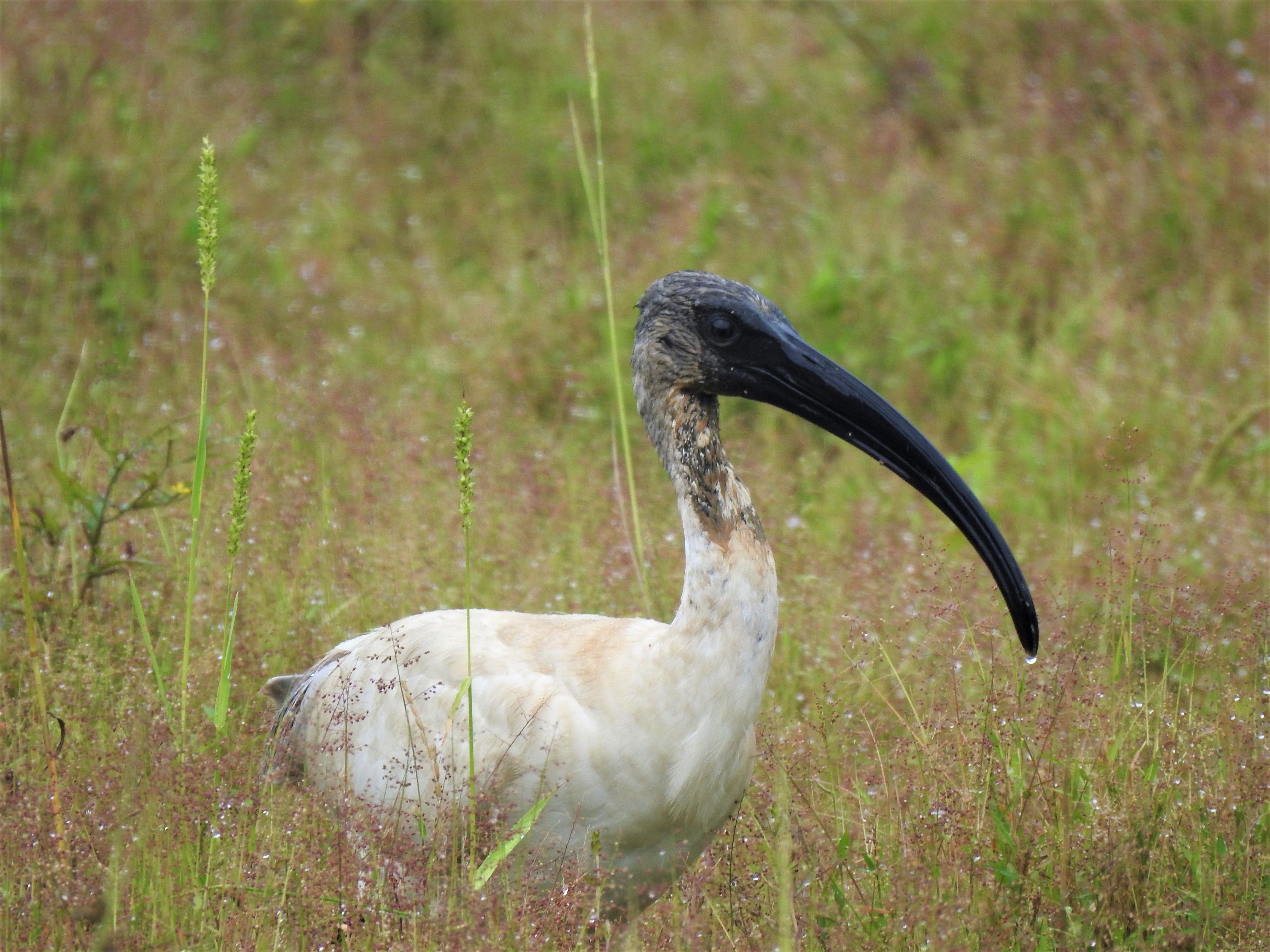 Australian Ibis in Tranquil Grass Field · Free Stock Photo