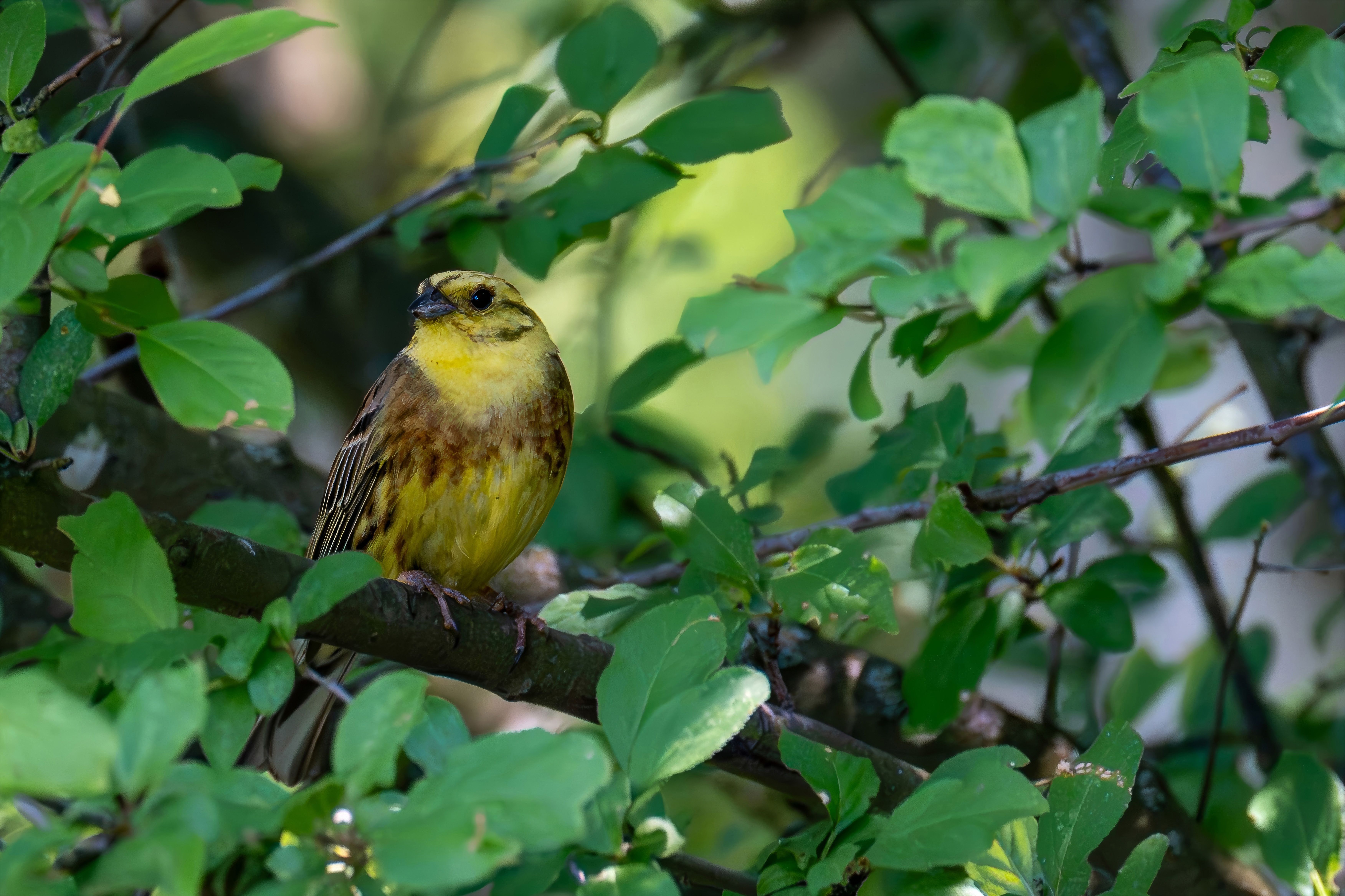 Yellowhammer in Lush Green Foliage - Nature Photography · Free Stock Photo