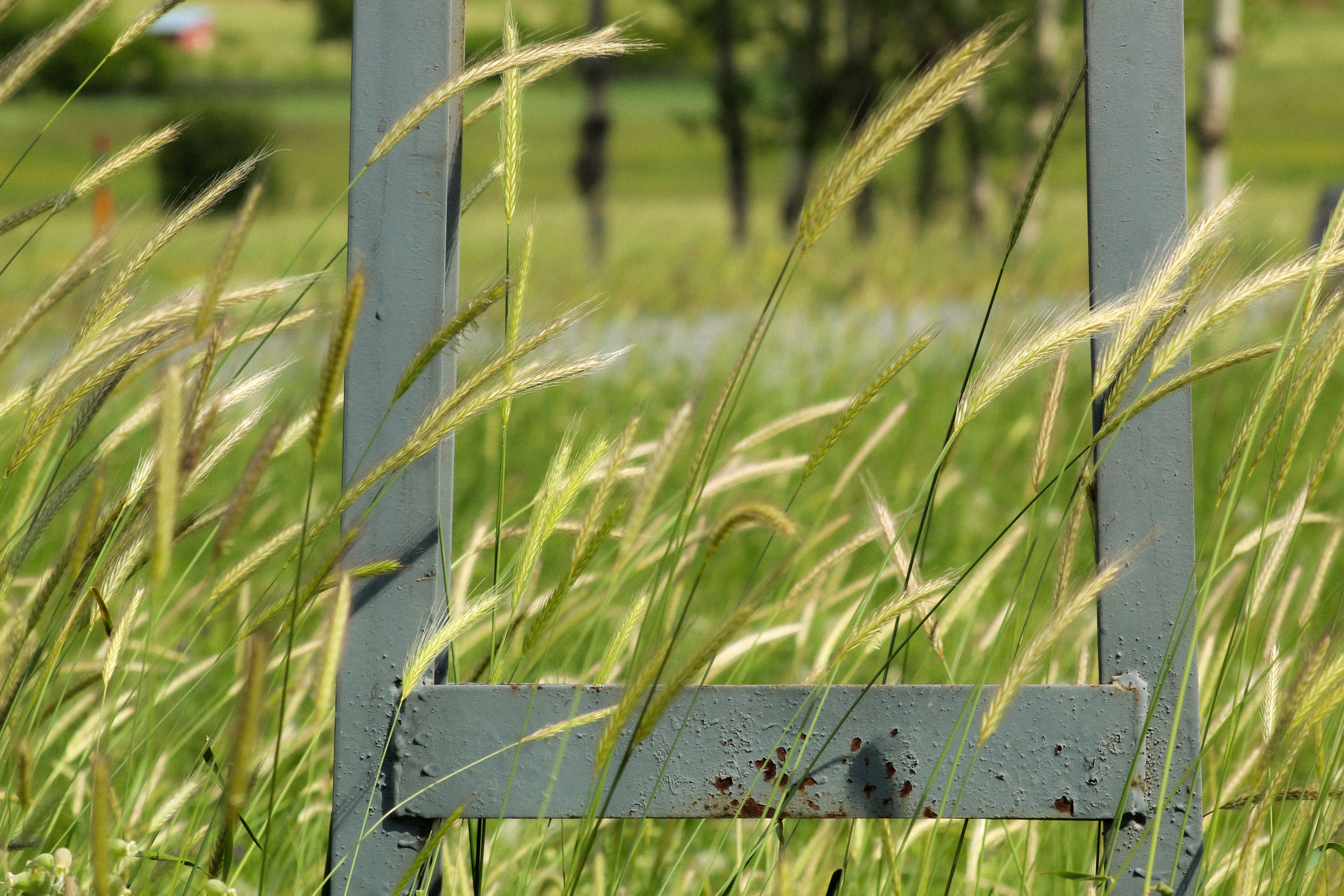 Rustic Metal Frame in a Green Meadow · Free Stock Photo