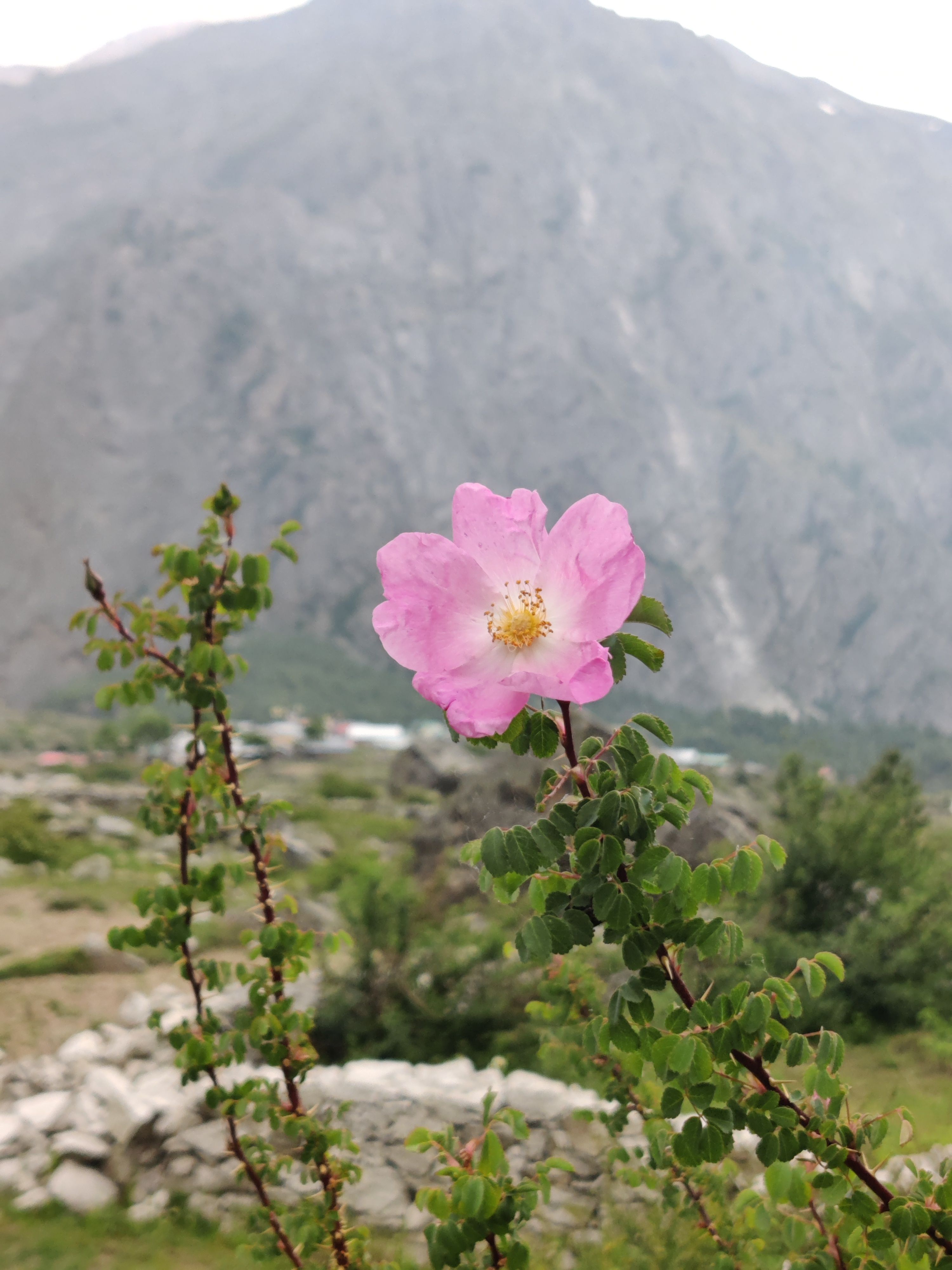 Himalayan Flower Photos, Download The BEST Free Himalayan Flower Stock ...