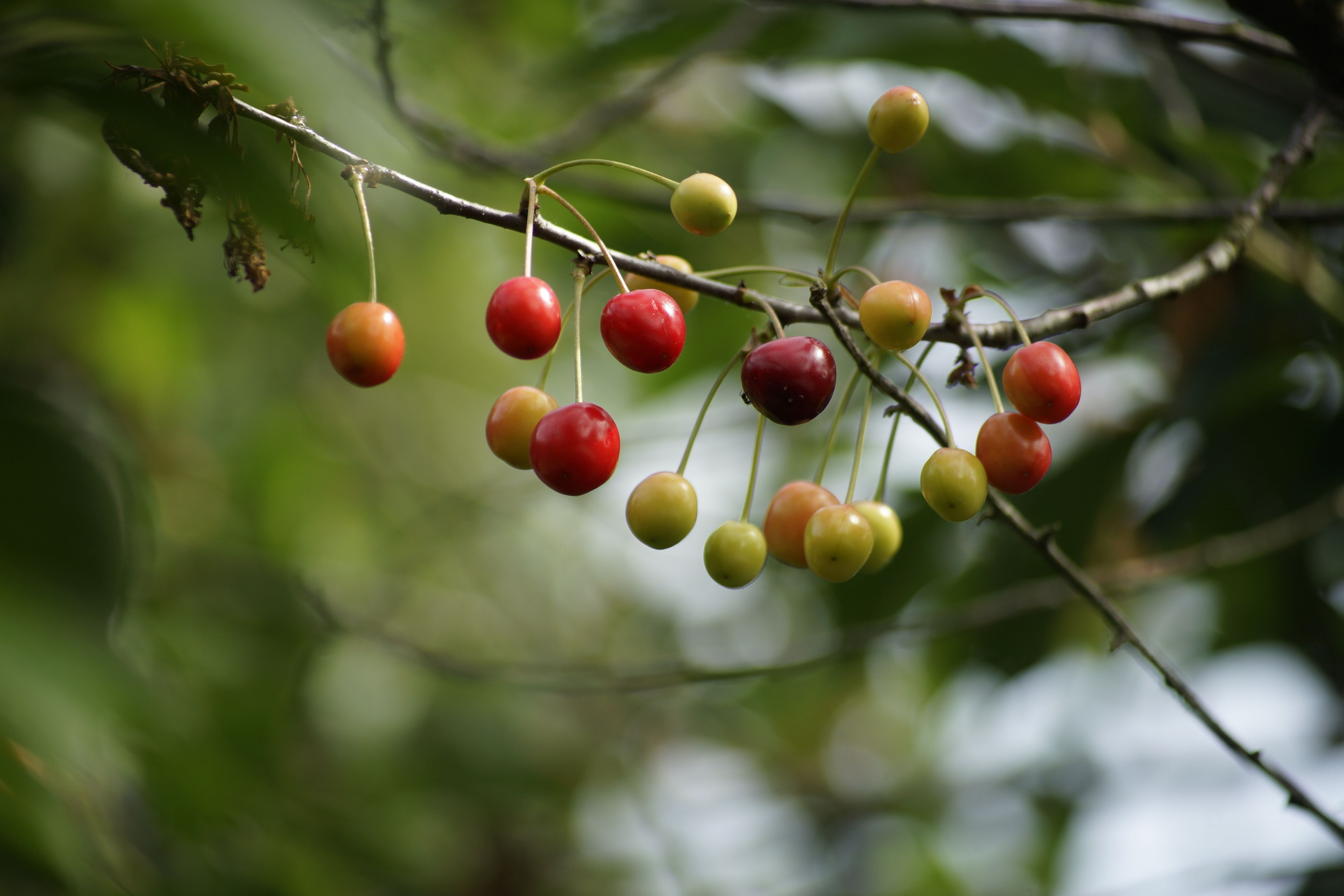 Palestinian Crops Photos, Download The BEST Free Palestinian Crops ...