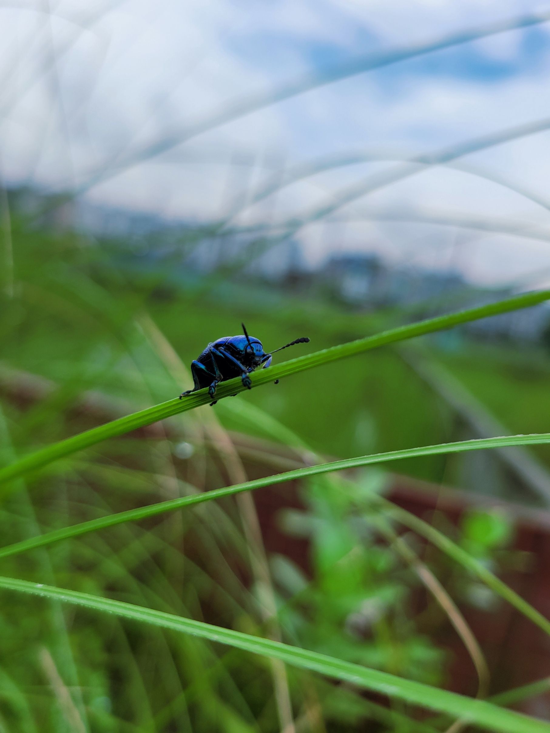 Close-up of a Blue Beetle on Green Grass · Free Stock Photo