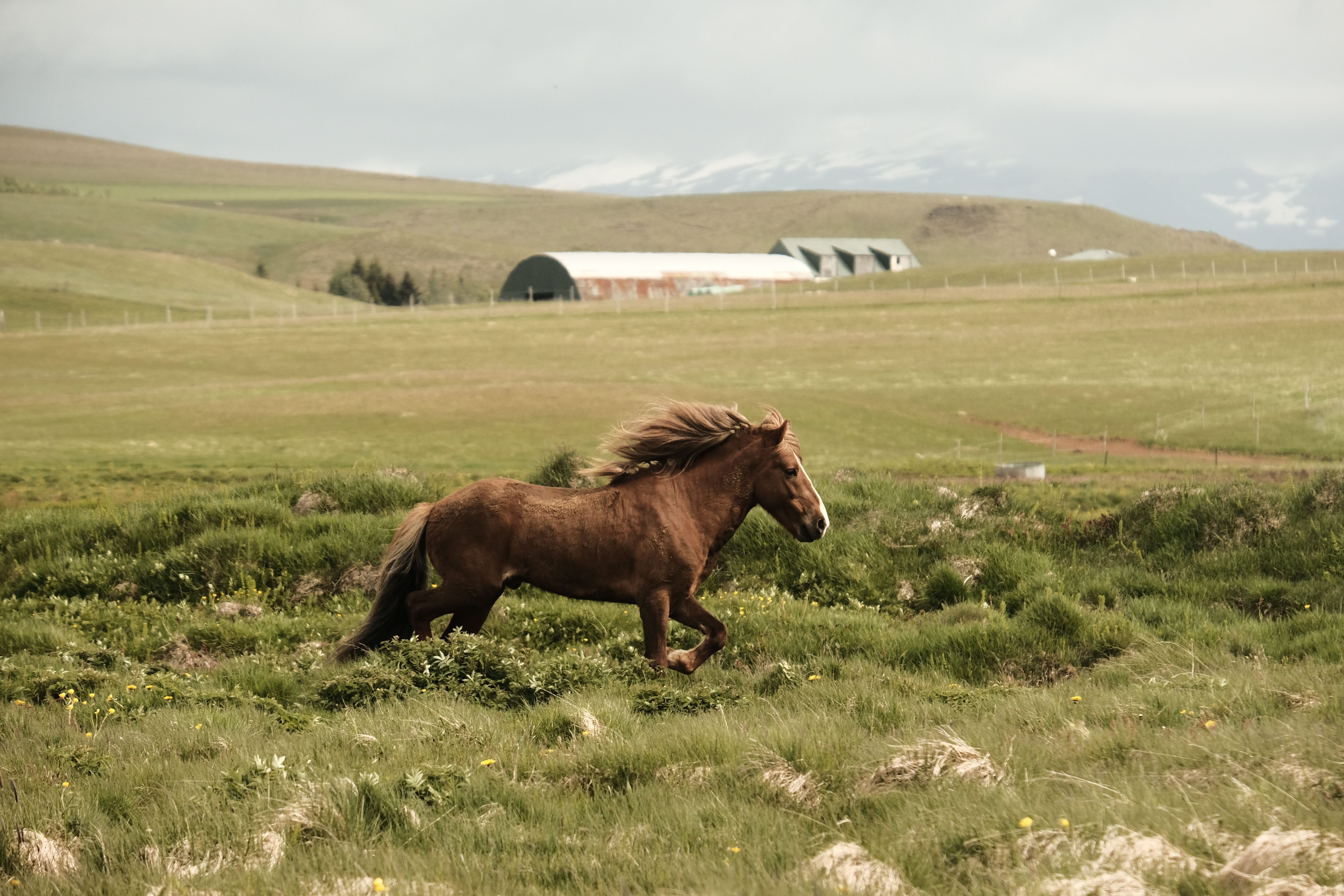 Horse Bleeding Photos, Download The BEST Free Horse Bleeding Stock ...