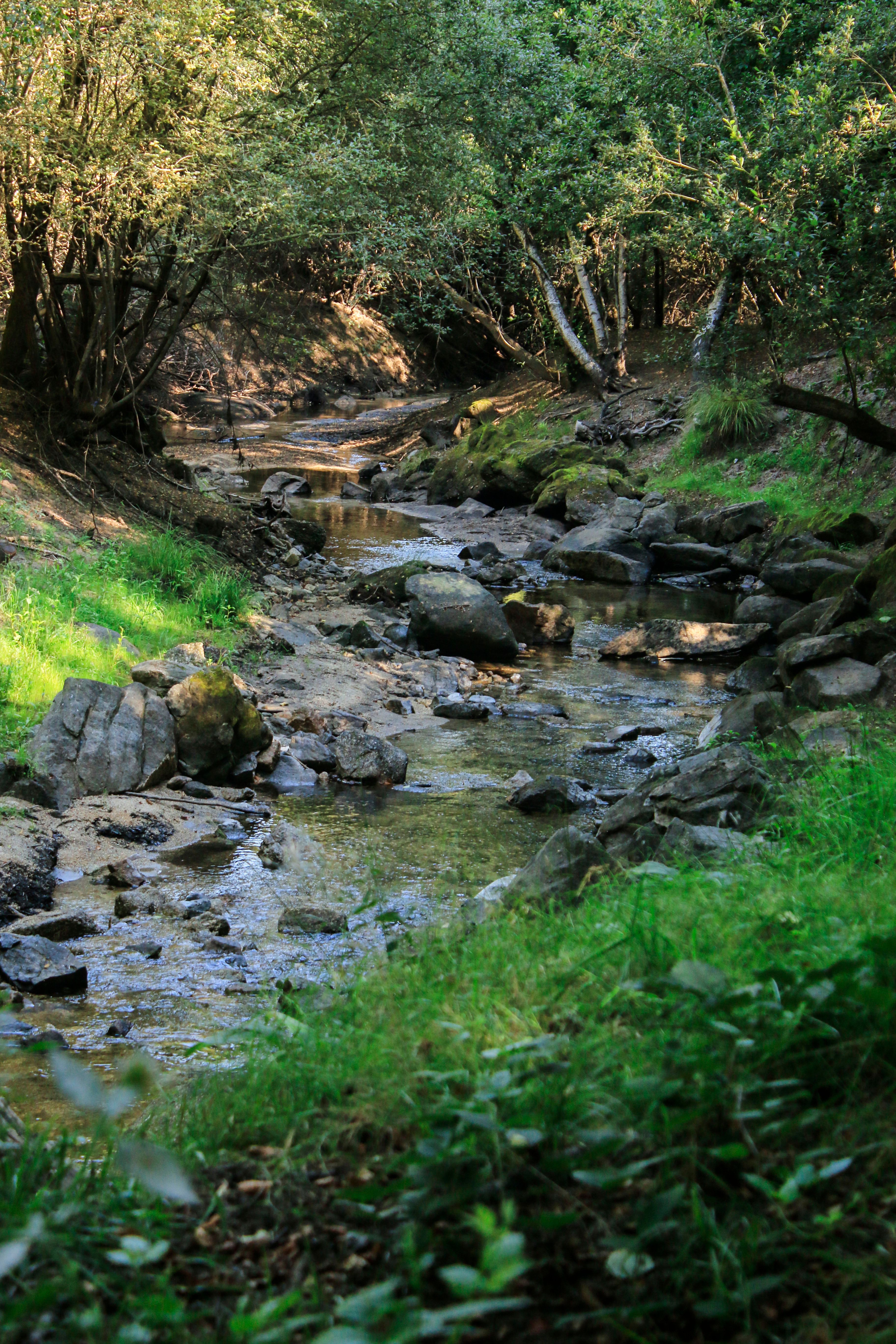 Tranquil Forest Stream in Galicia, Spain · Free Stock Photo