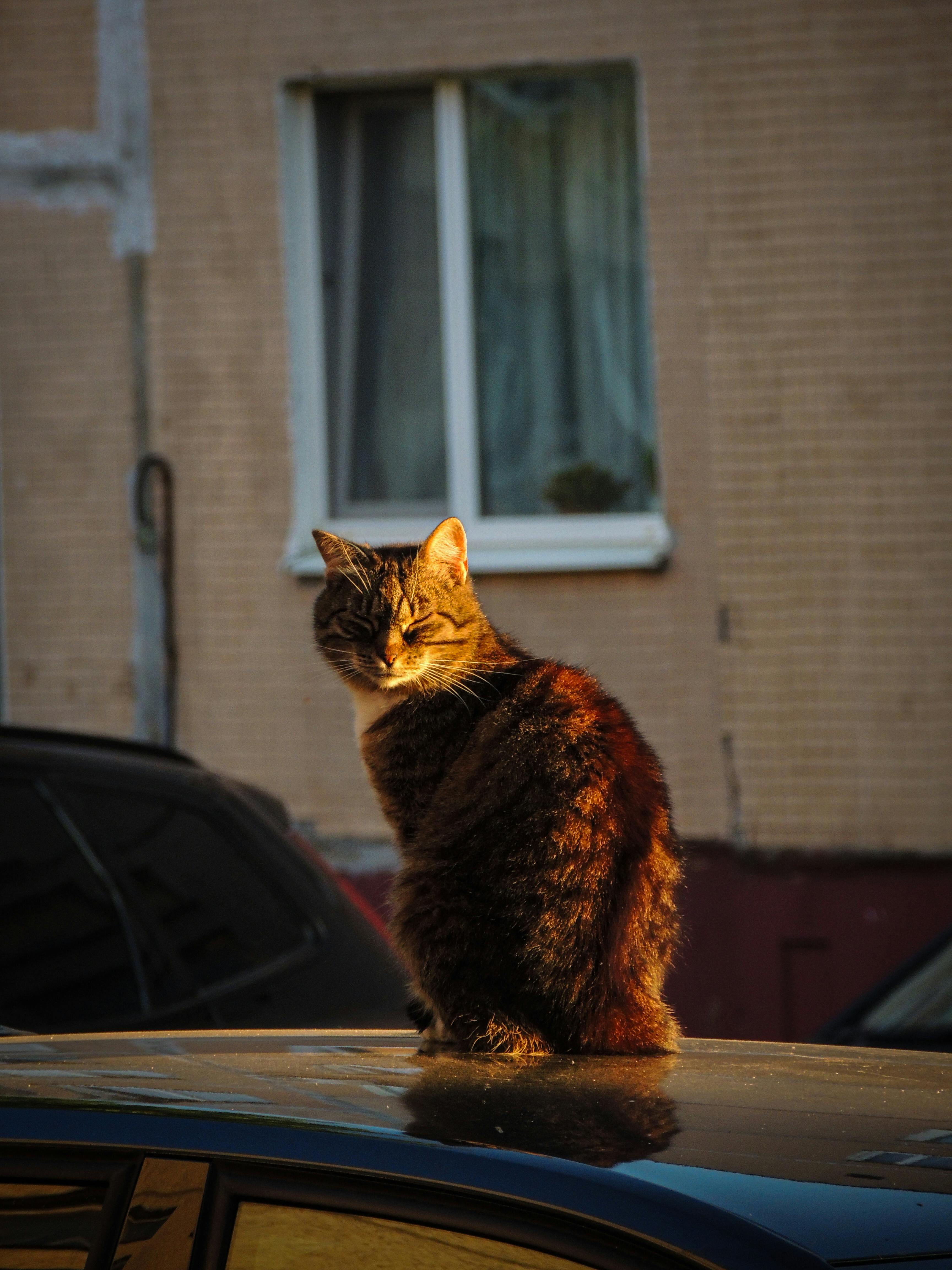 Cat 850 × 315 Photos, Download The BEST Free Cat 850 × 315 Stock Photos ...