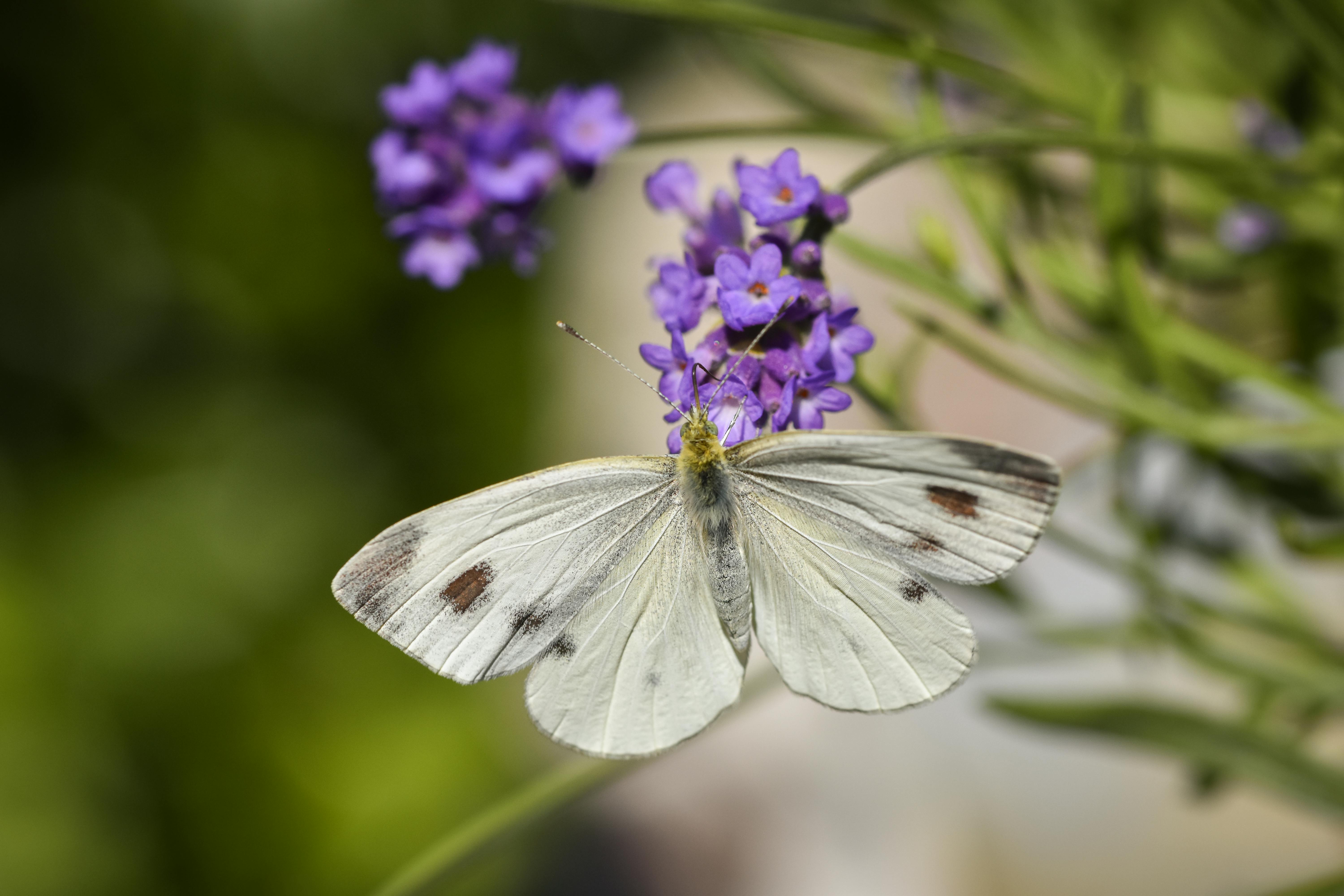 Flying Butterfly Animated Photos, Download The BEST Free Flying ...