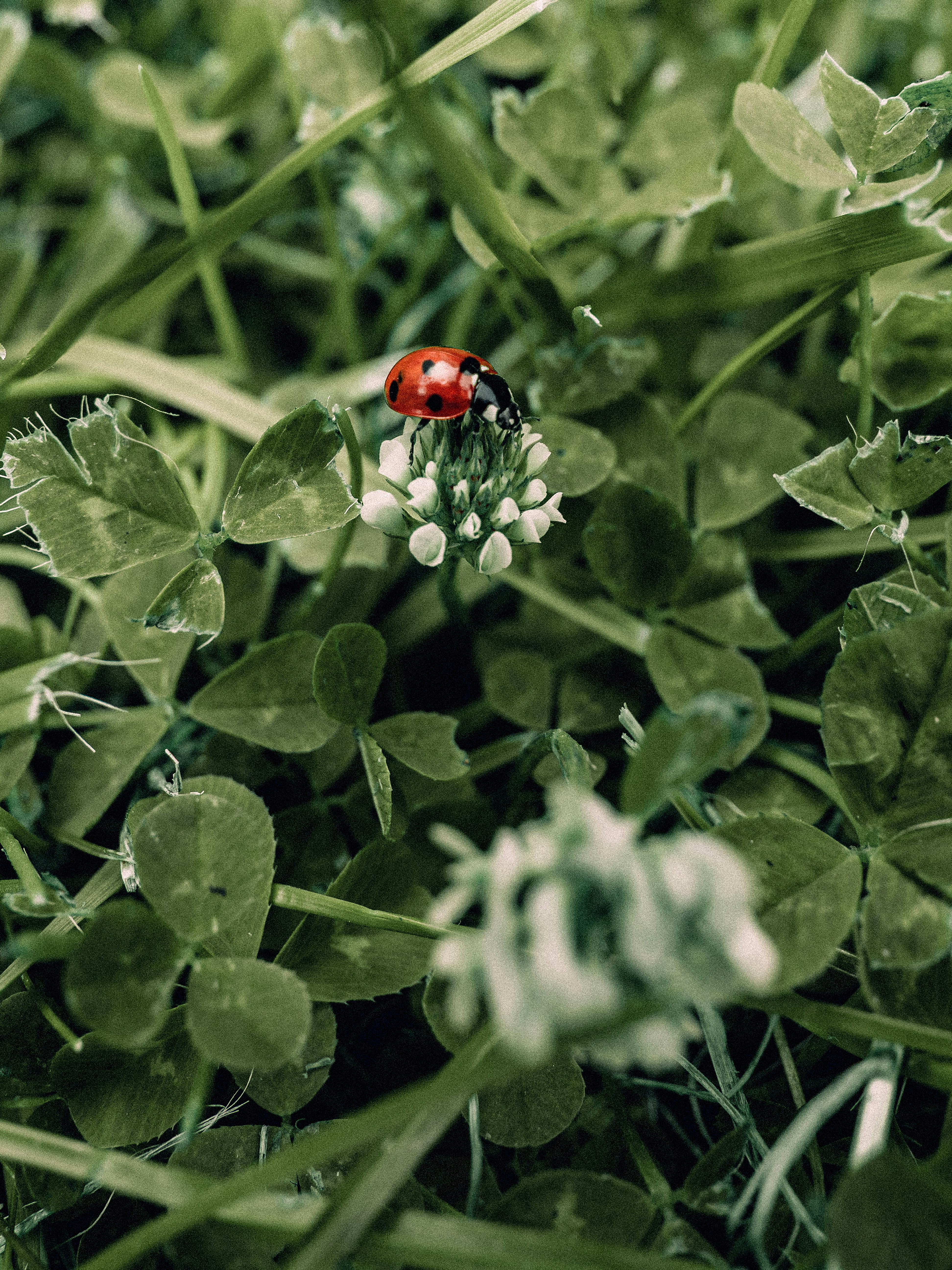 Close-Up of a Ladybug on Clover in Natural Setting · Free Stock Photo