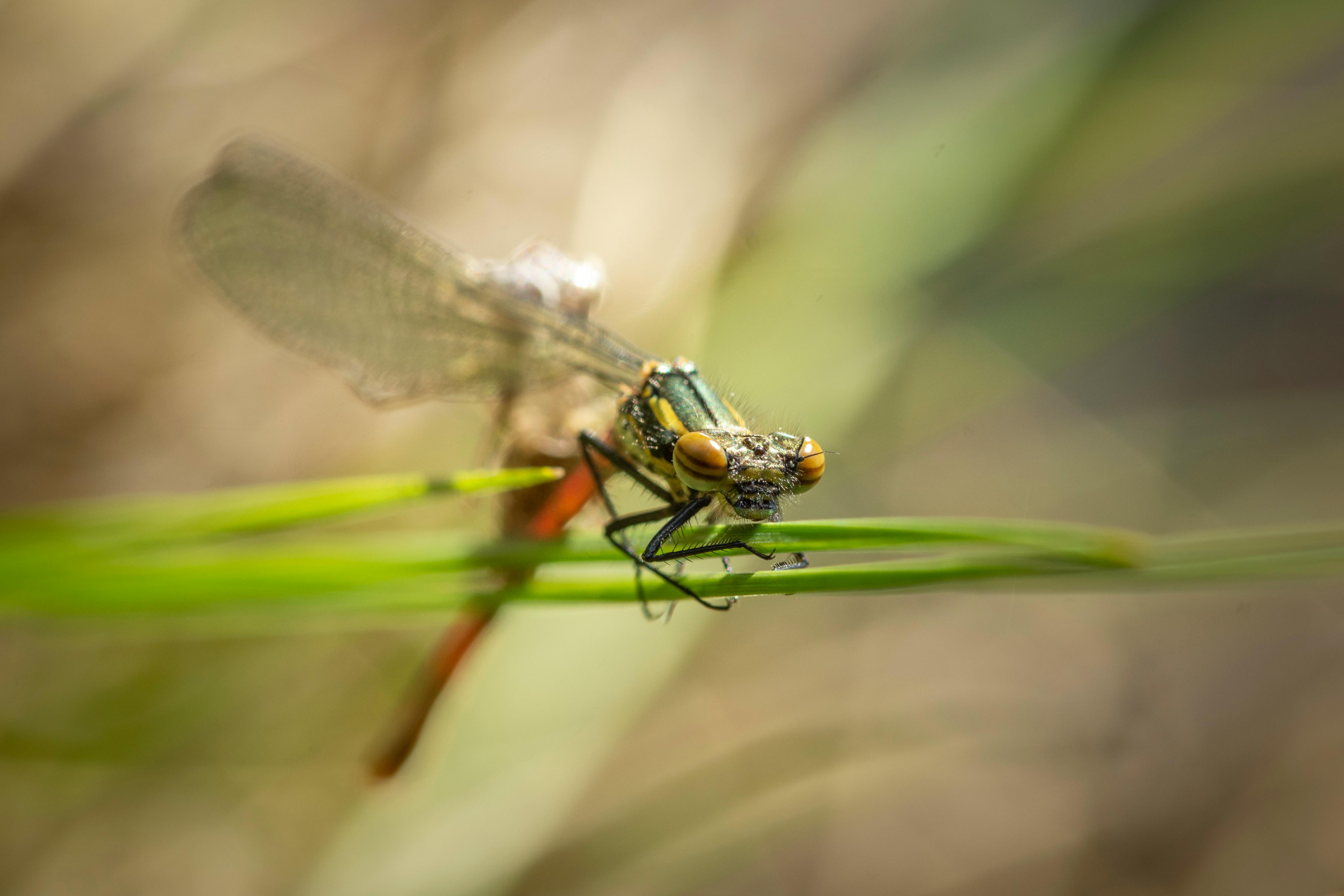 Bugs Photos, Download The BEST Free Bugs Stock Photos & HD Images