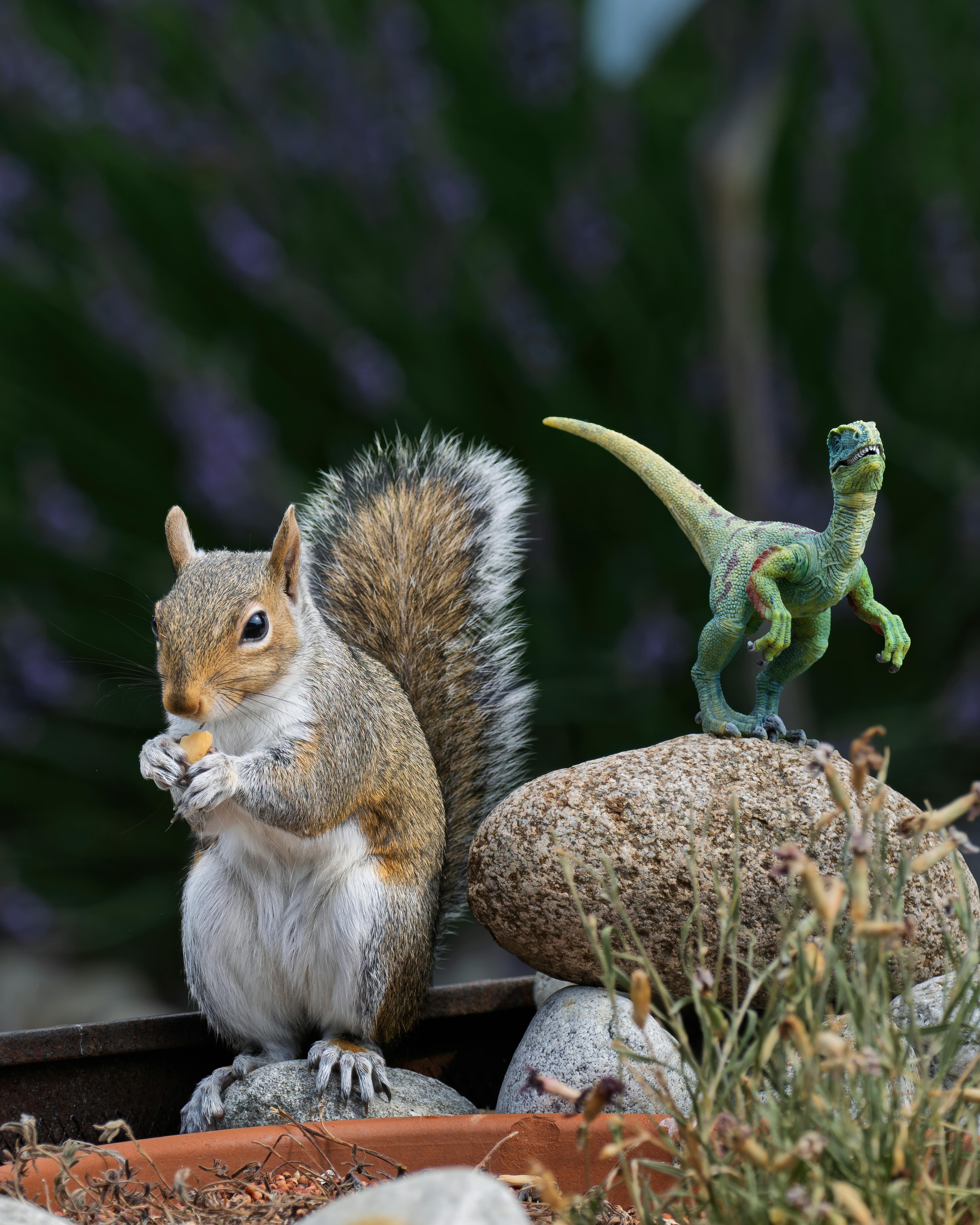 Squirrel and Toy Dinosaur in Outdoor Setting · Free Stock Photo
