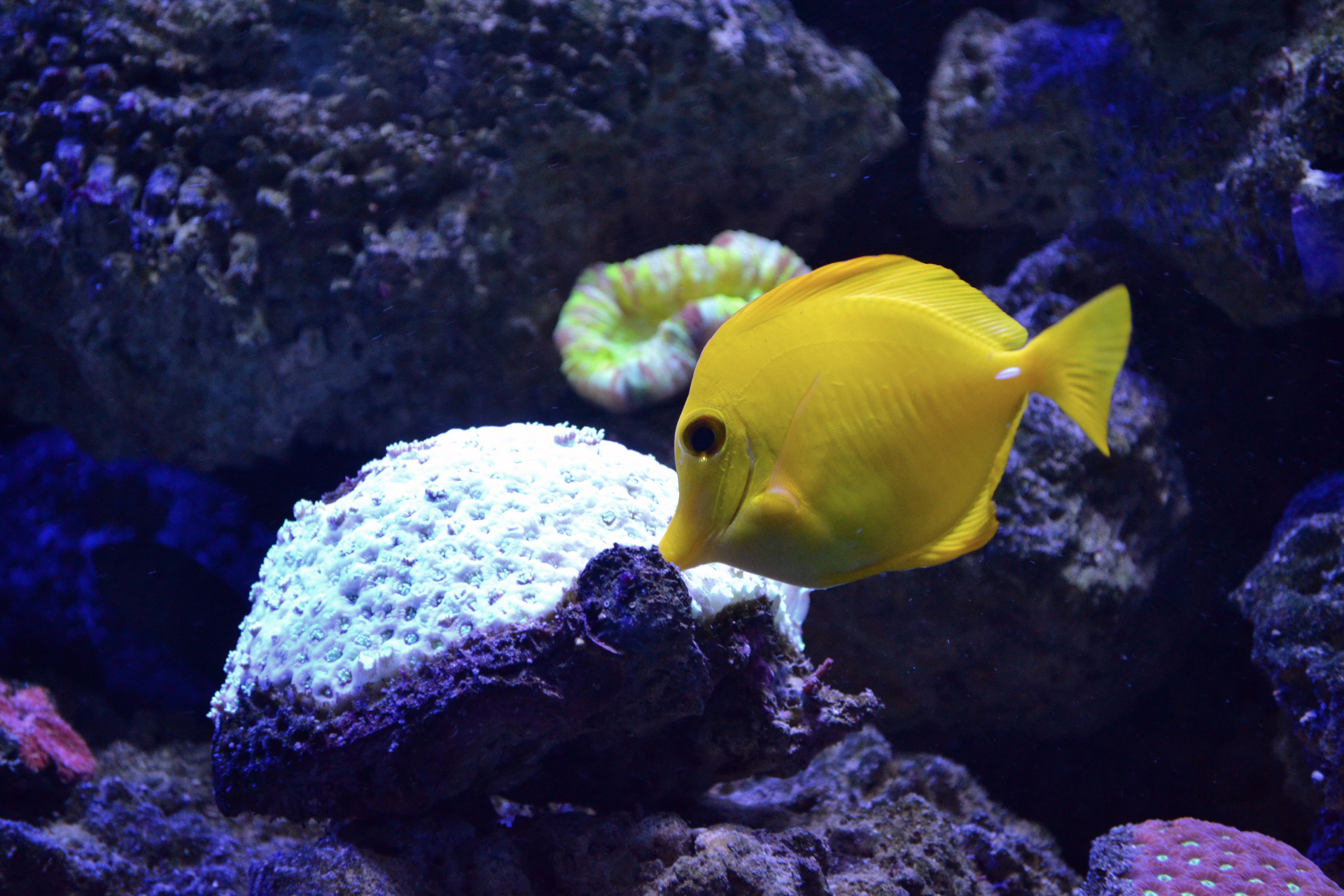 Ocean Fish Photos, Download The BEST Free Ocean Fish Stock Photos & HD ...