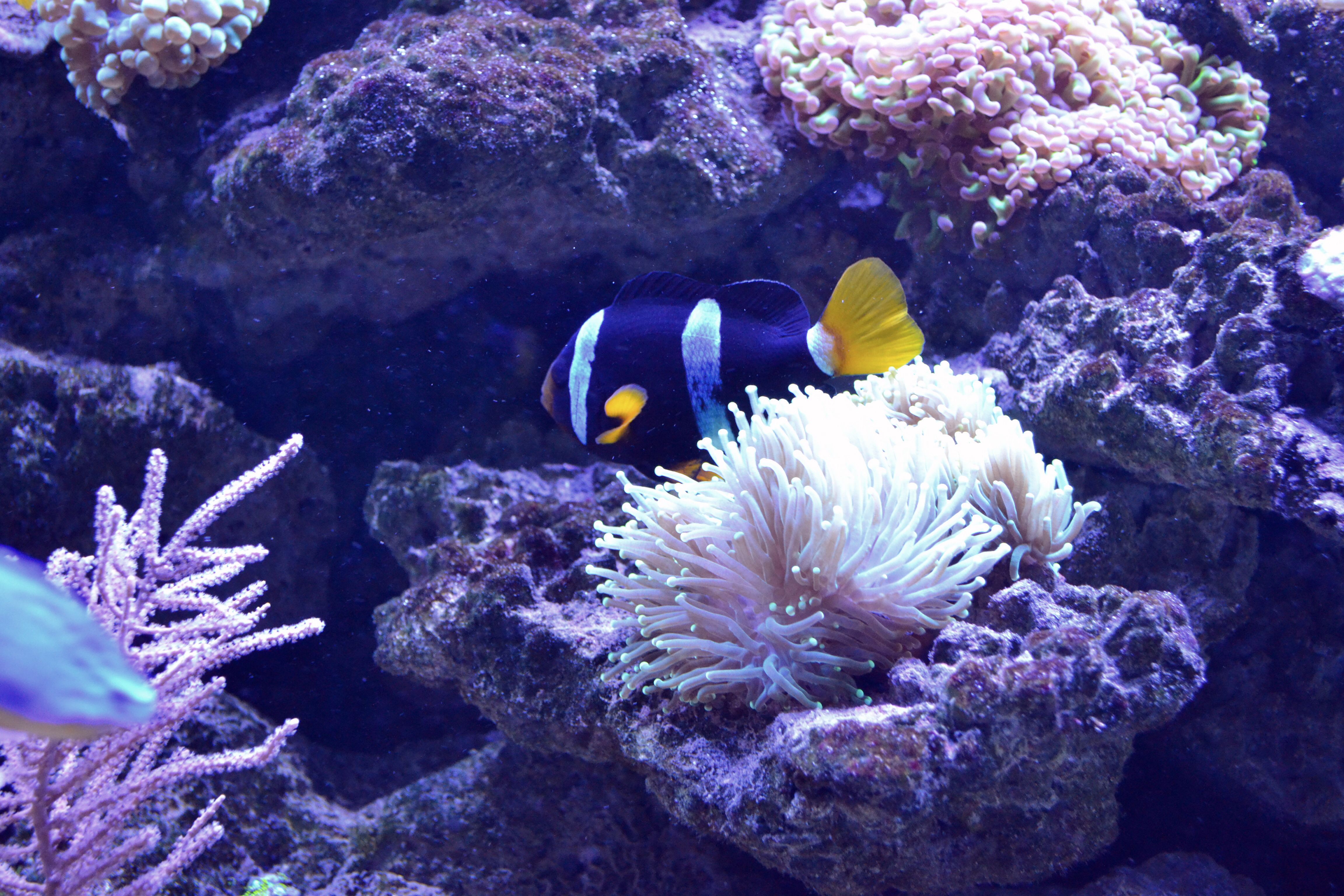 Clown Fish In An Aquarium · Free Stock Photo