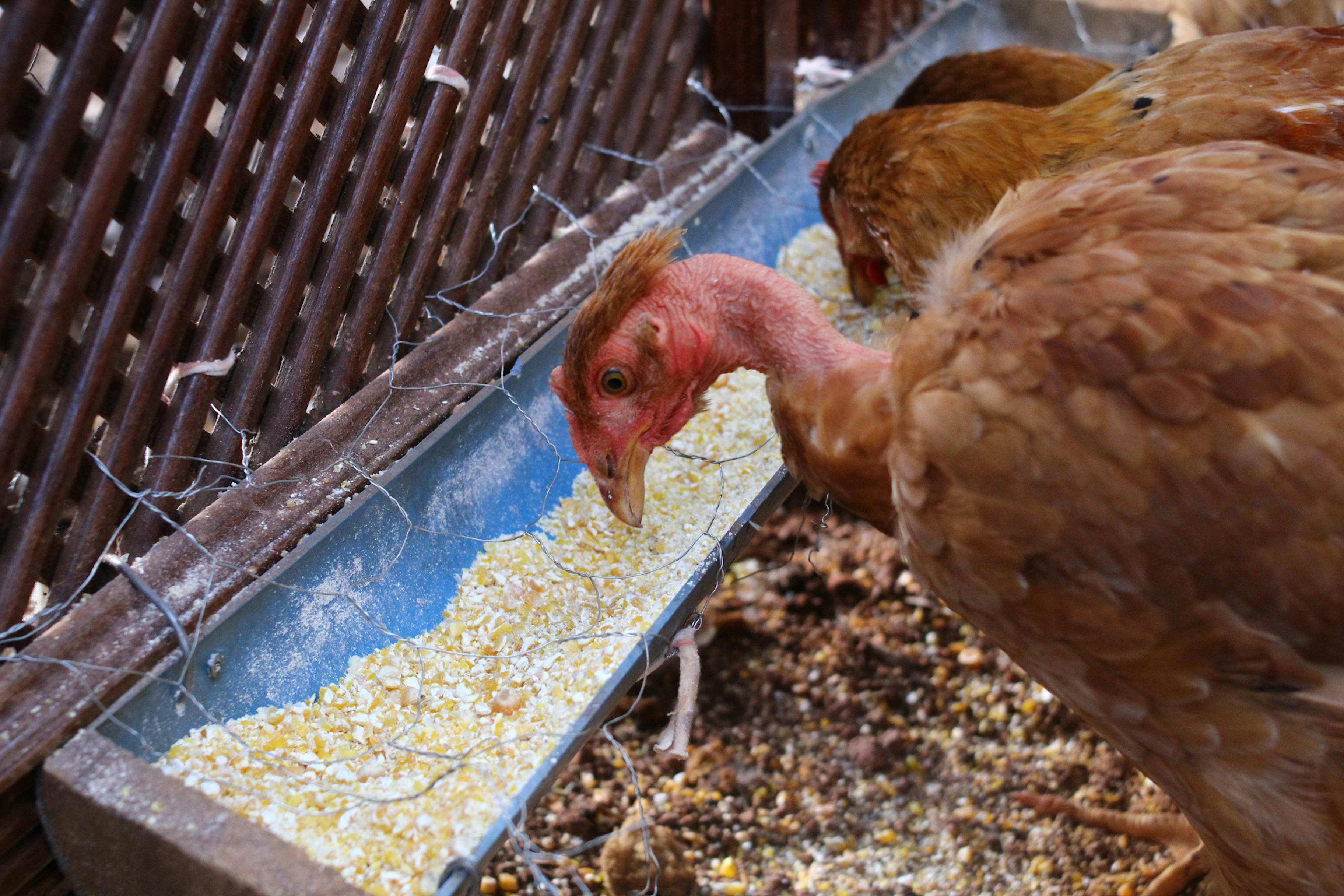 Chicken Vent Photos, Download The BEST Free Chicken Vent Stock Photos ...