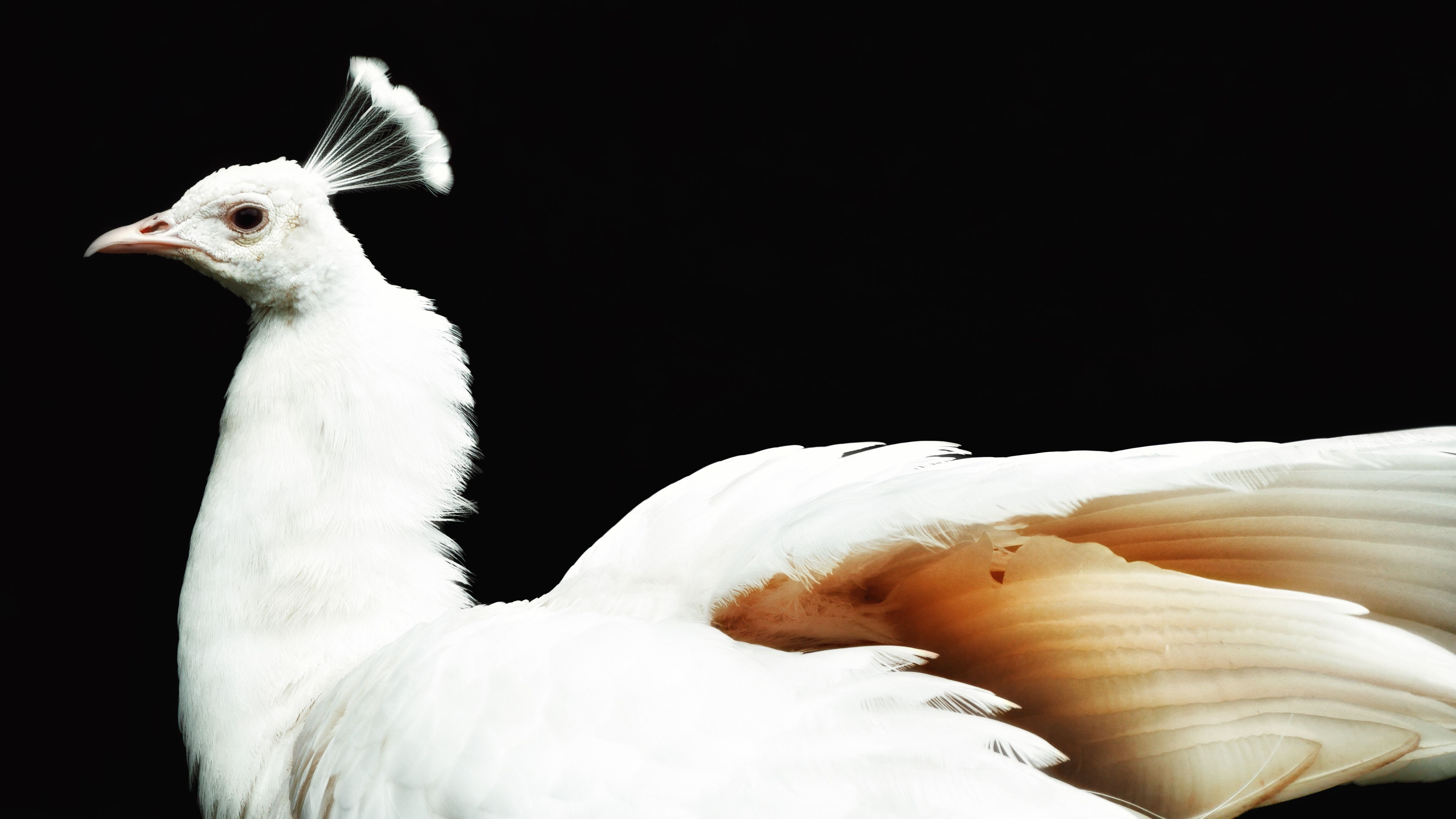 1.000.000+ Foto Peacock Colour Background Terbaik · Unduh Gratis 100% ...