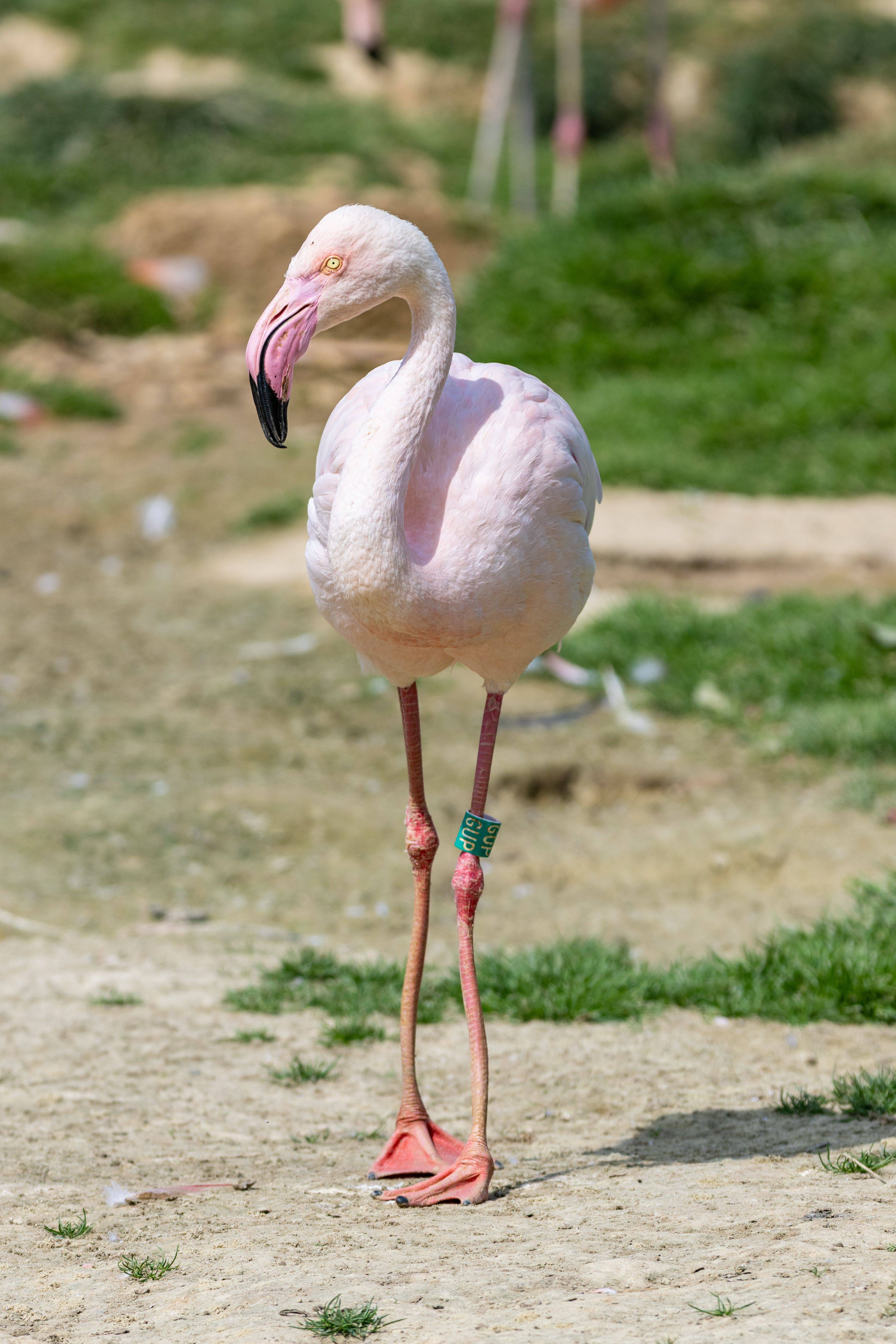Graceful Flamingo Standing Outdoors in Sun · Free Stock Photo