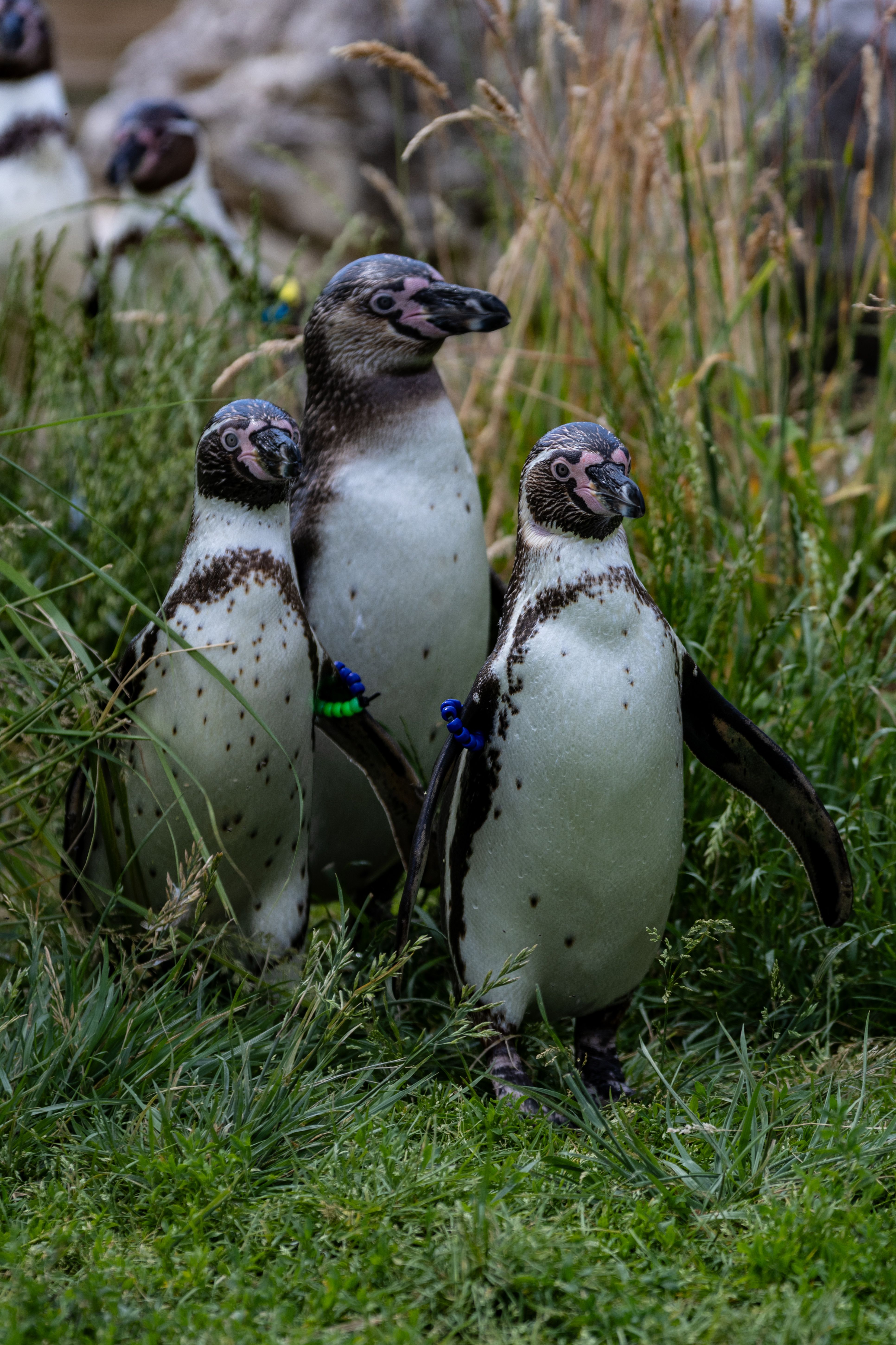 Animated Penguins Photos, Download The BEST Free Animated Penguins ...