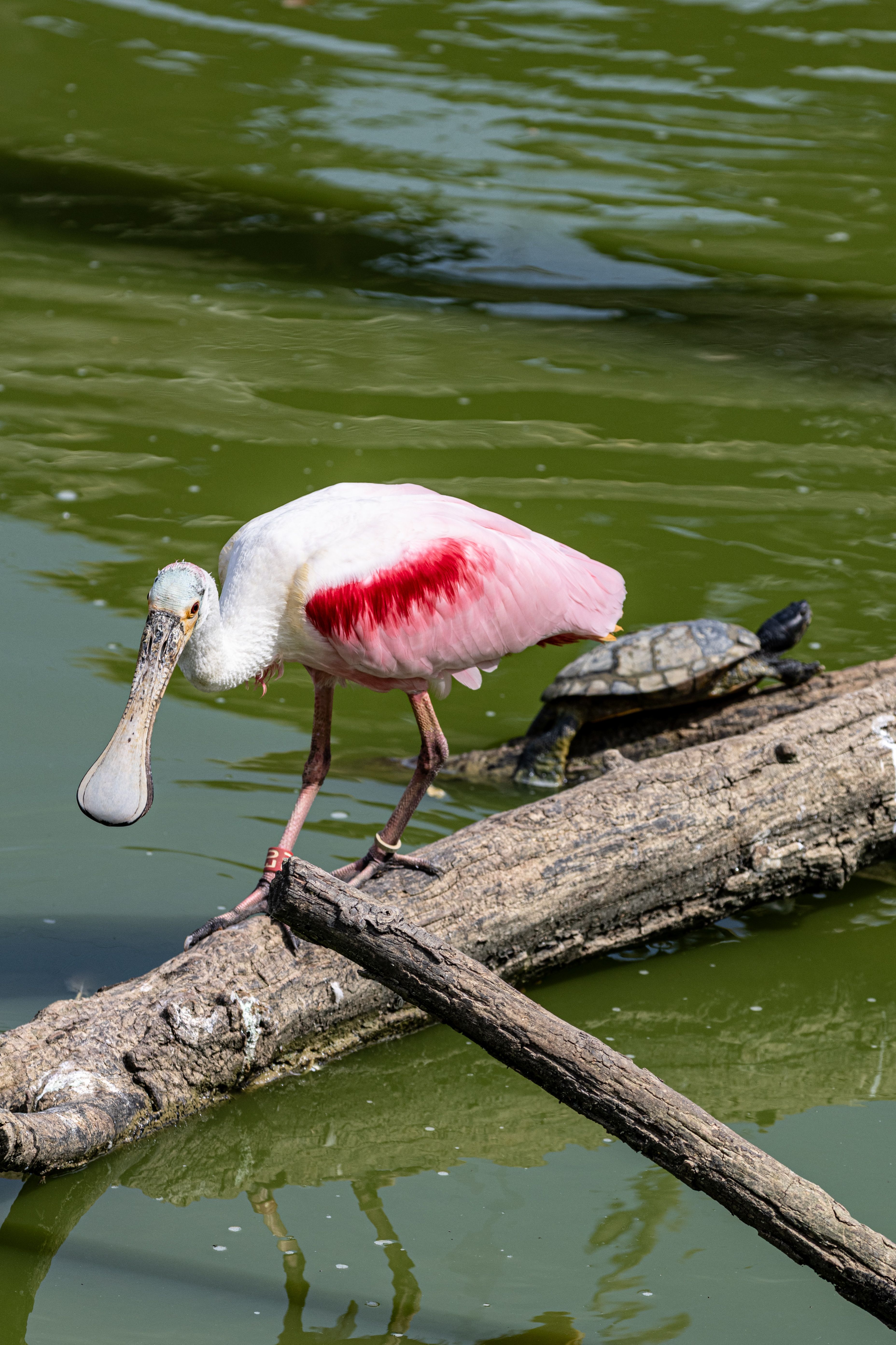 Roseate Spoonbill and Turtle on Log by a Pond · Free Stock Photo