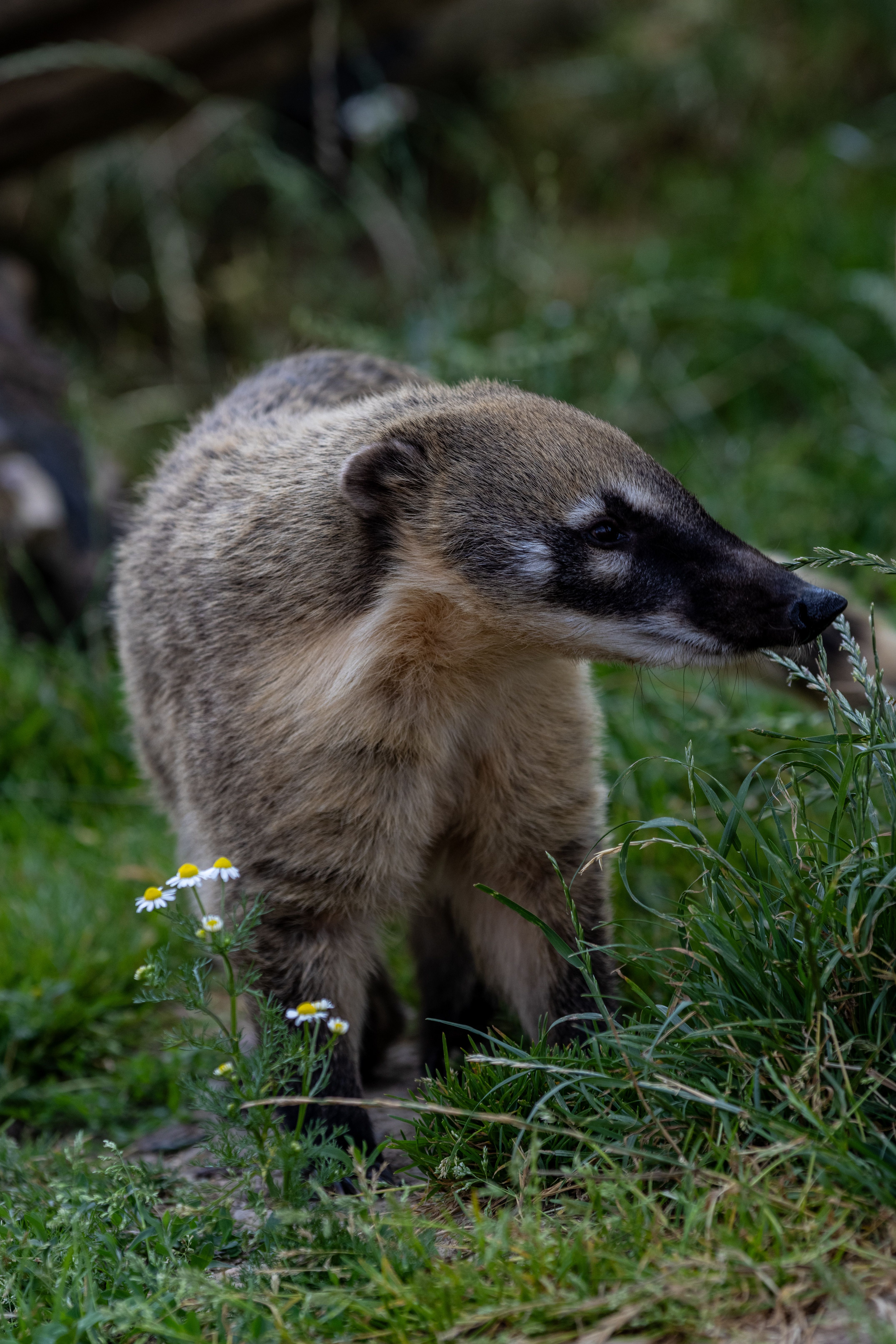 South American Coati Sniffing Grass in Habitat · Free Stock Photo