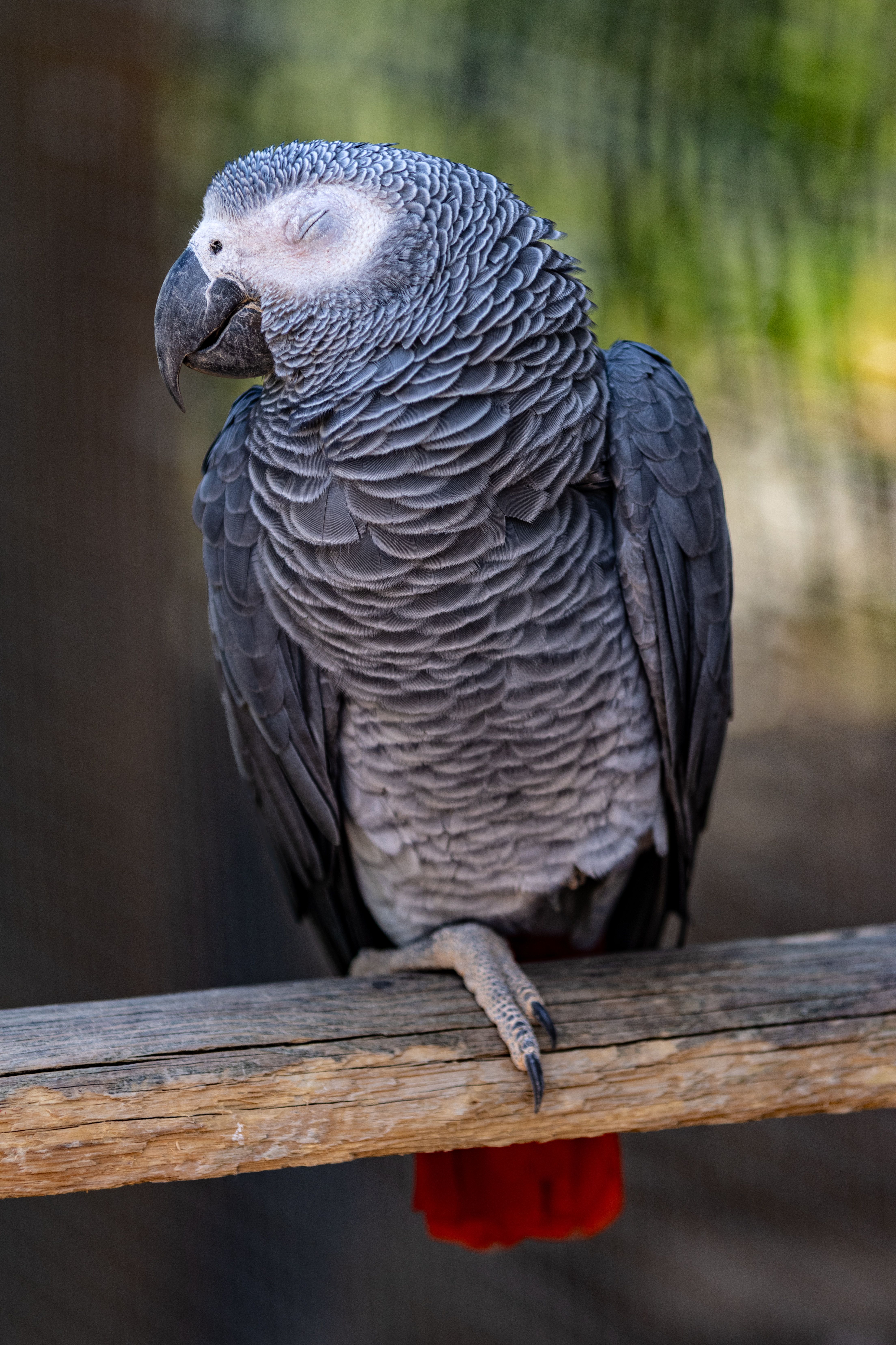 Serene African Grey Parrot Resting in Cage · Free Stock Photo