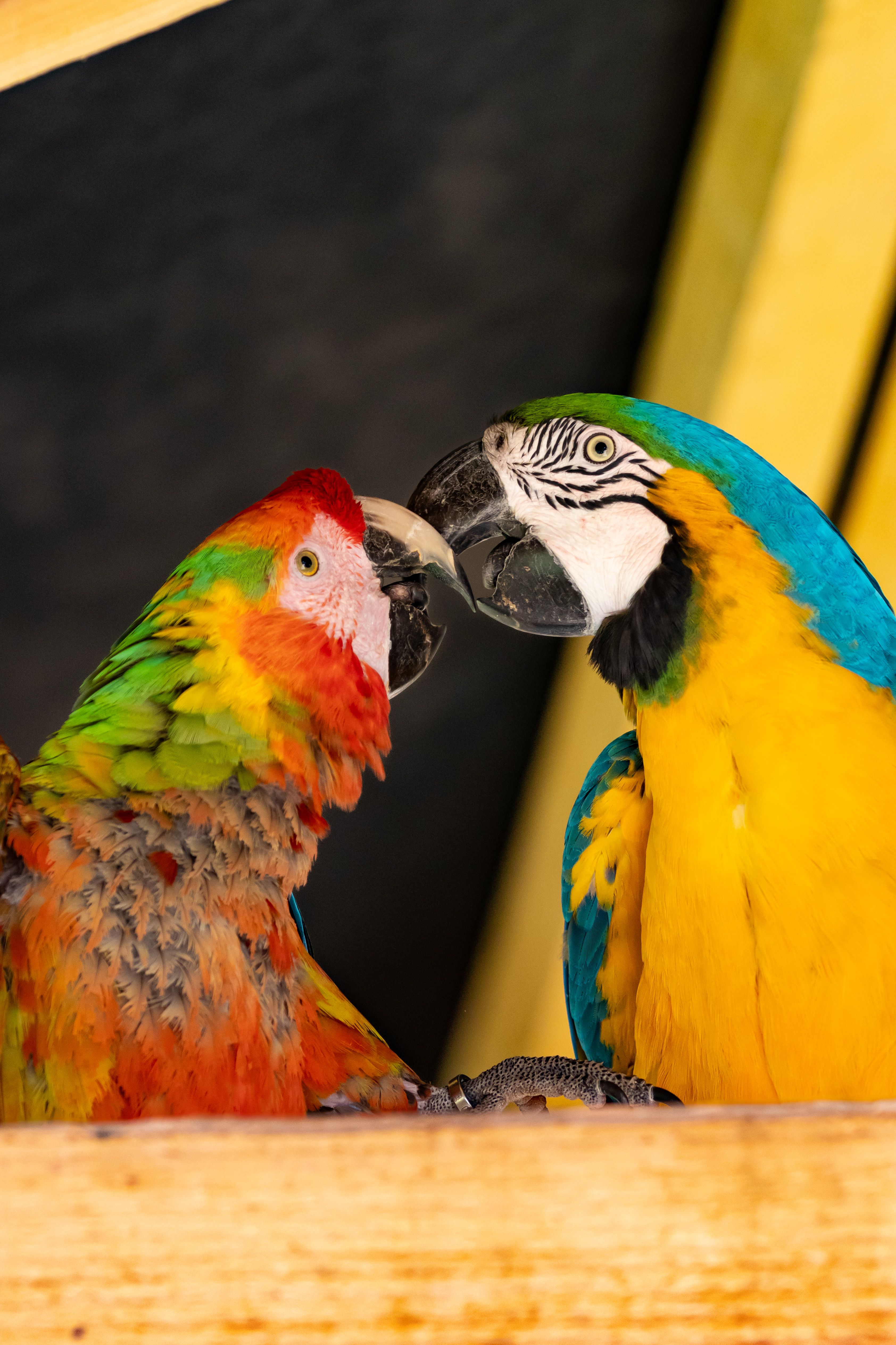 Vibrant Macaws Showing Affection Perched Together · Free Stock Photo