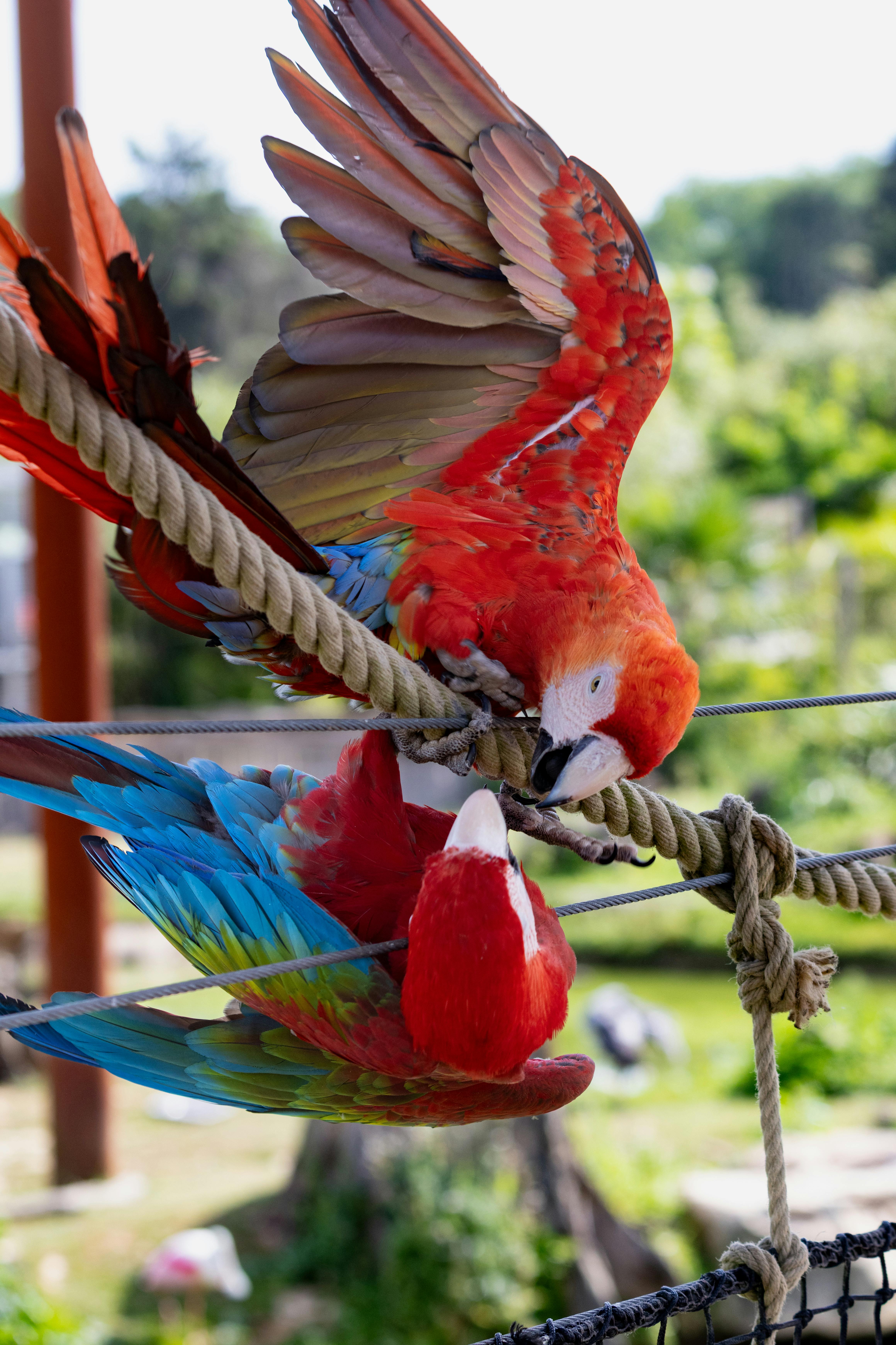 Vibrant Scarlet Macaws Interact on Rope Outdoors · Free Stock Photo