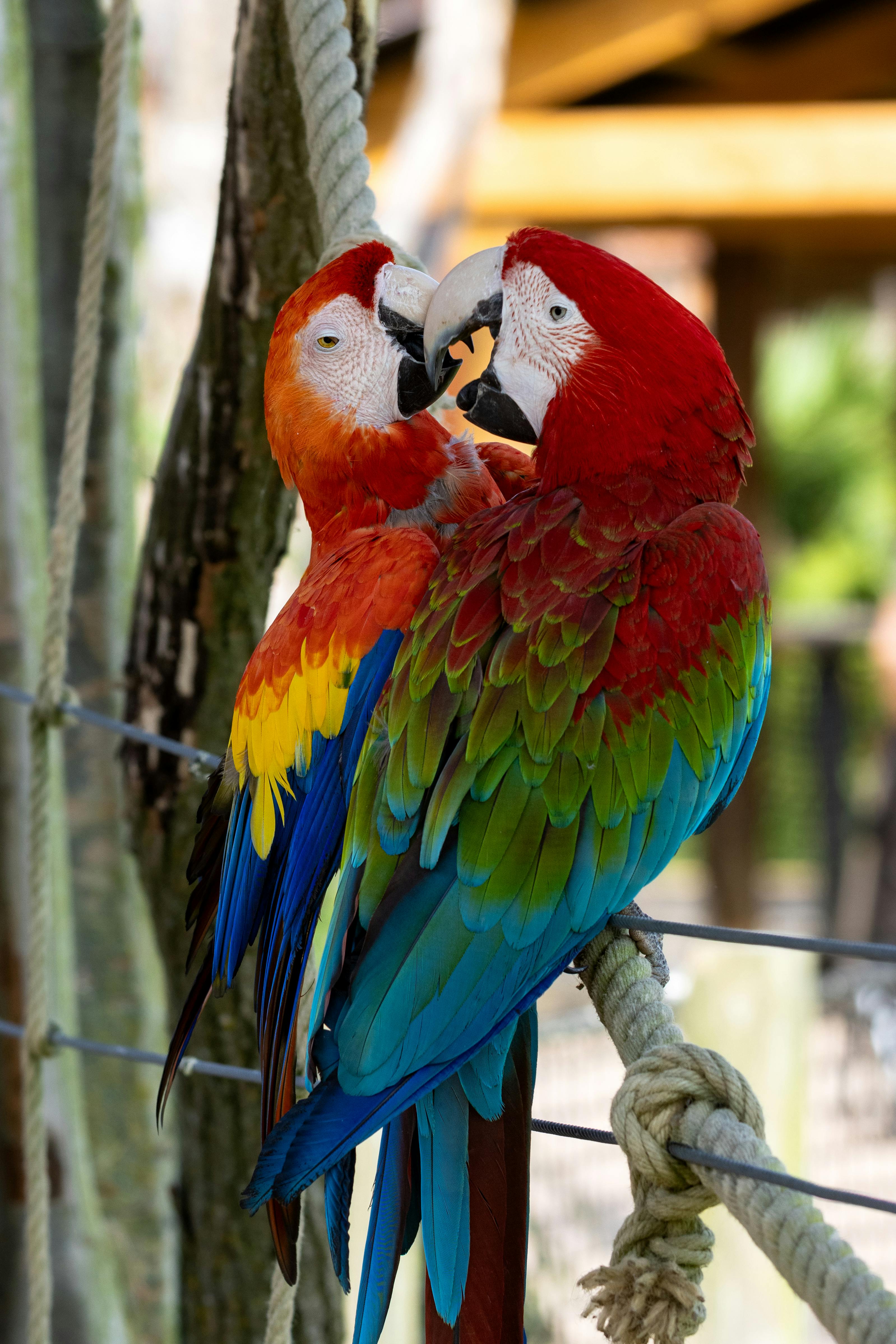 Parrots And Tricks Photos, Download The BEST Free Parrots And Tricks ...