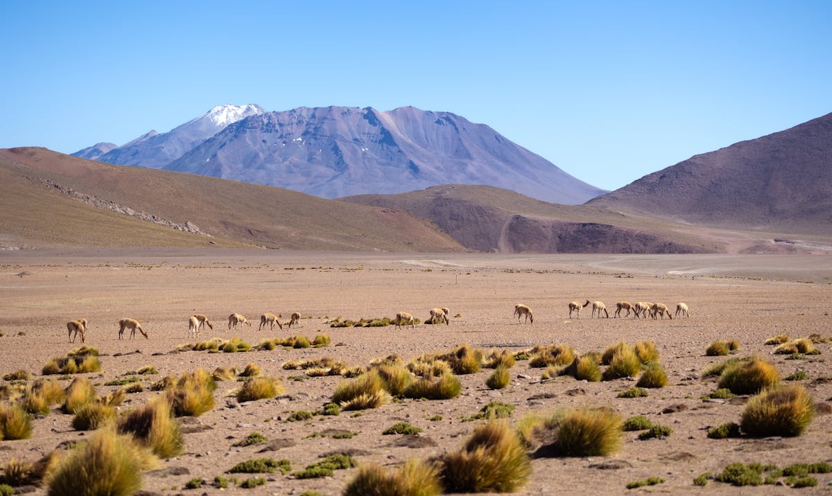Atacama Photos, Download The BEST Free Atacama Stock Photos & HD Images