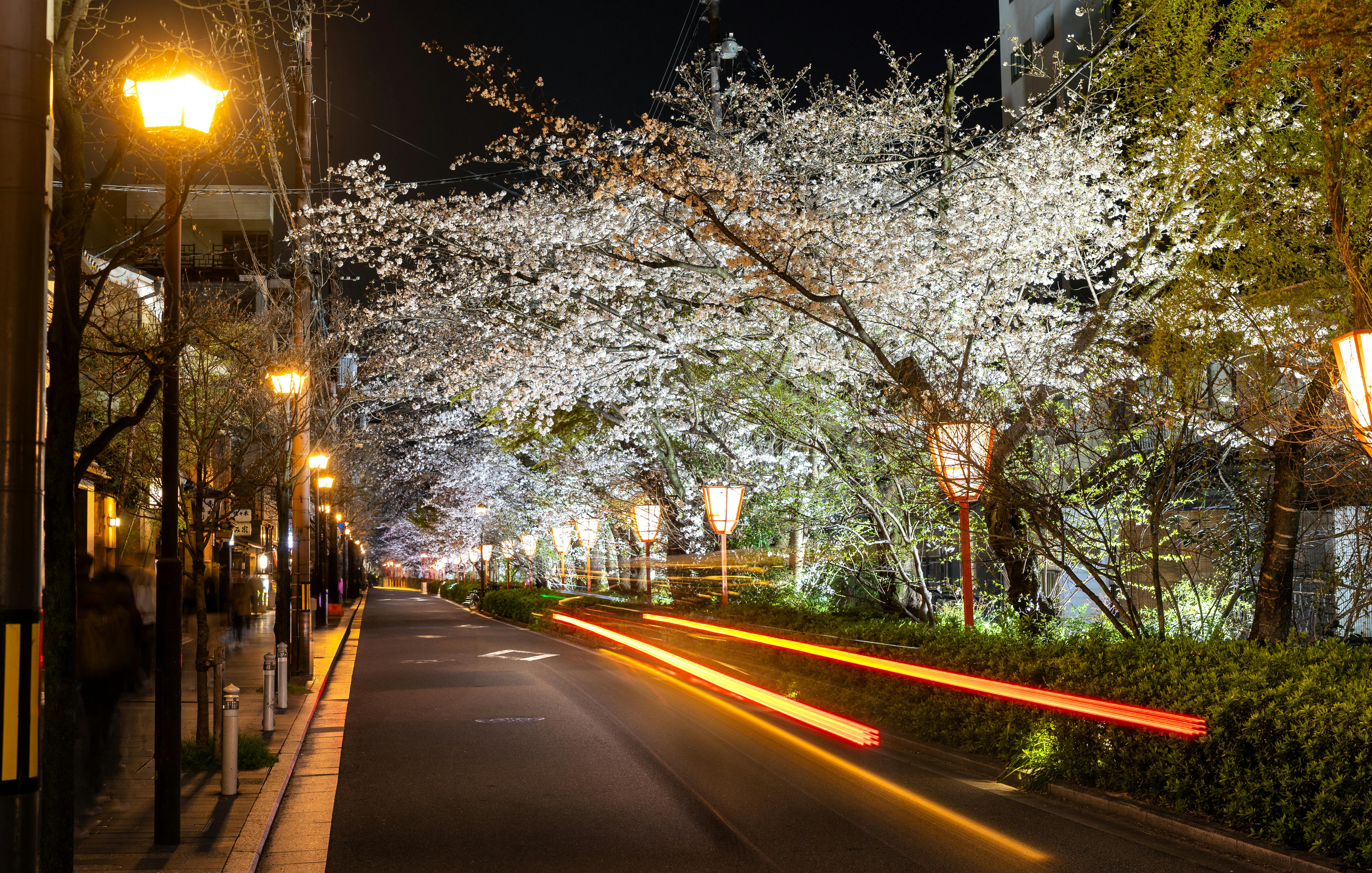 Kyoto Japan Sakura Tree Night Photos, Download The BEST Free Kyoto ...