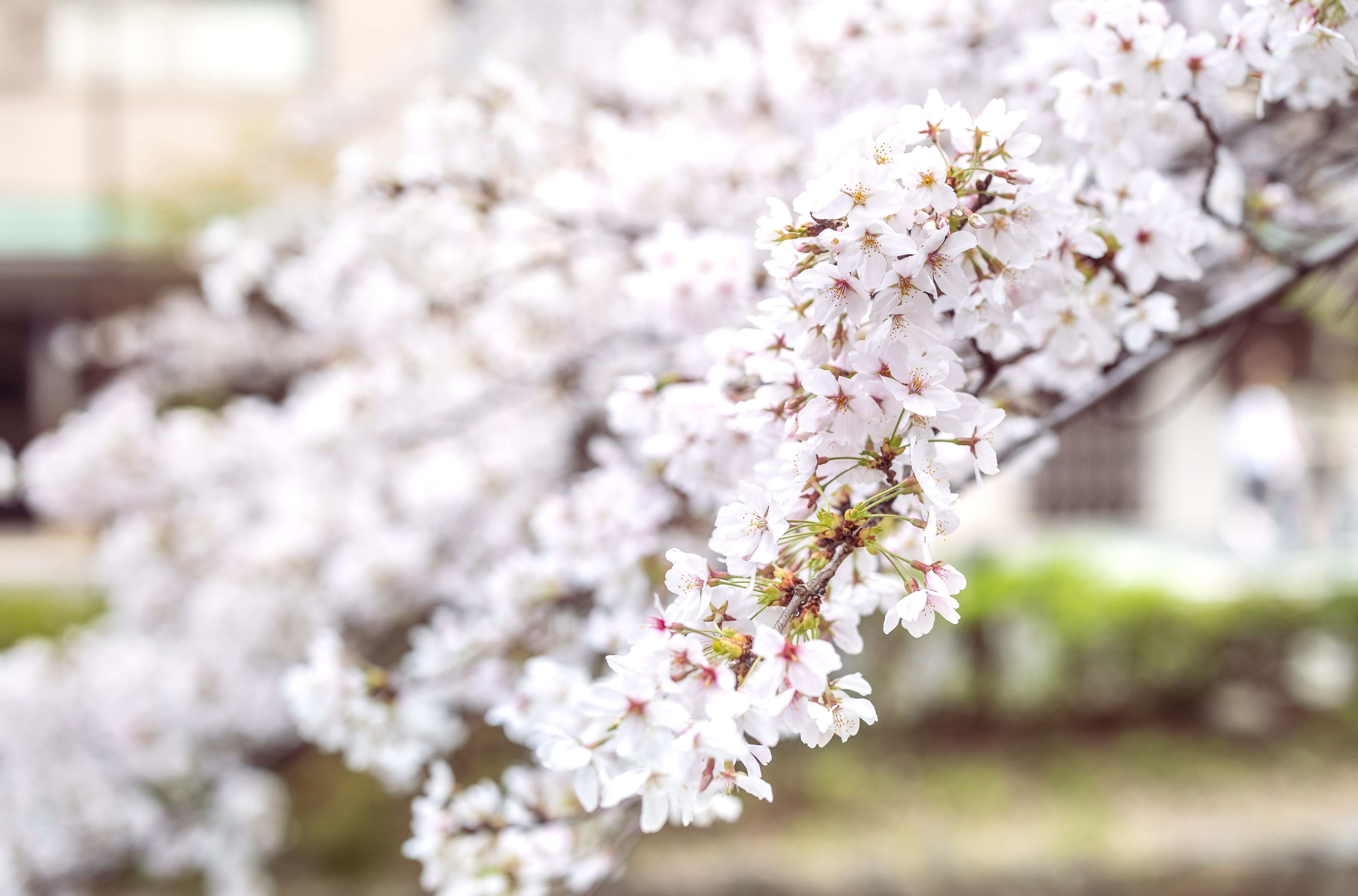Japanese Wallpaper White Photos, Download The BEST Free Japanese ...