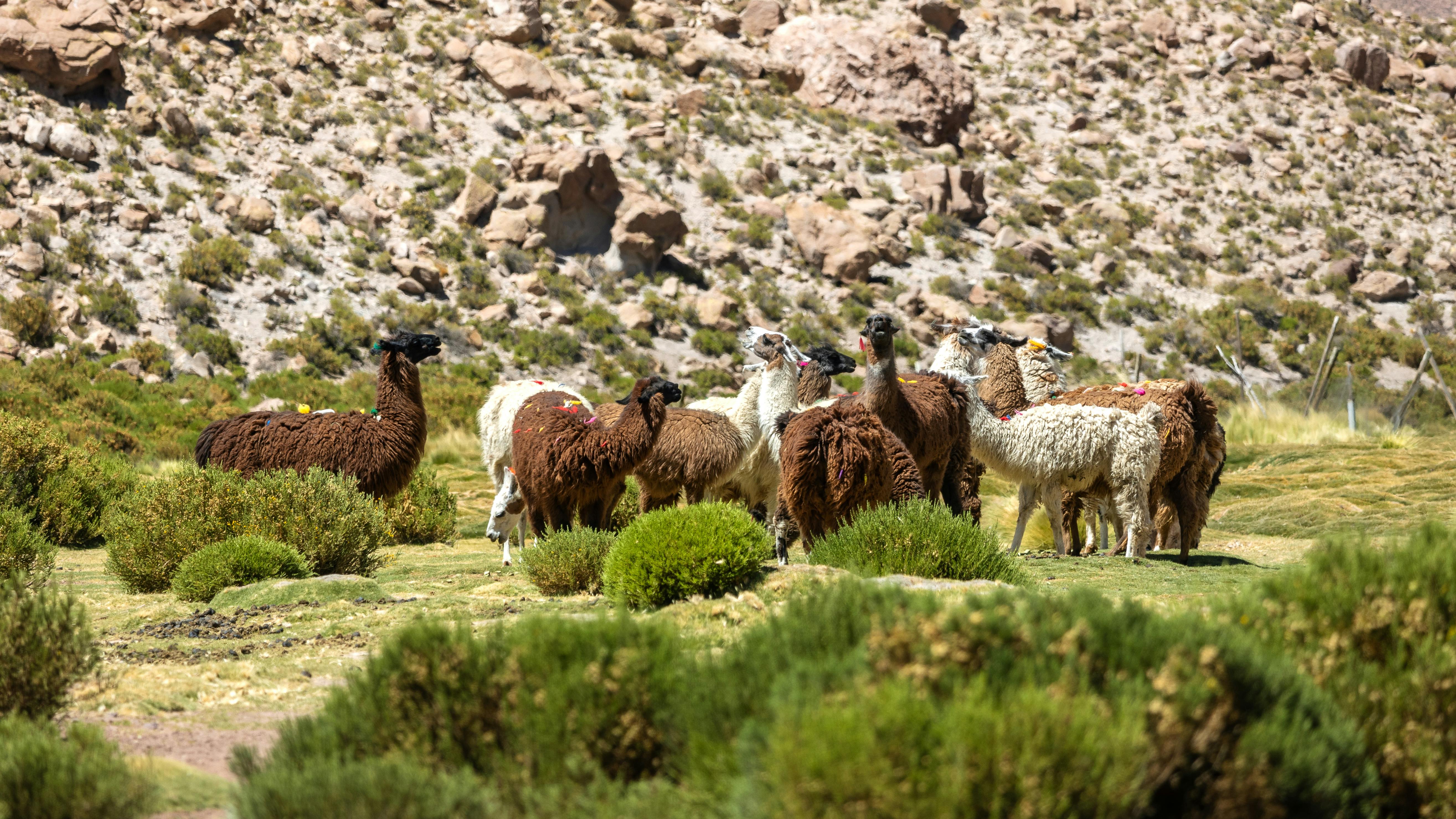 Animals In Travelling Photos, Download The BEST Free Animals In ...