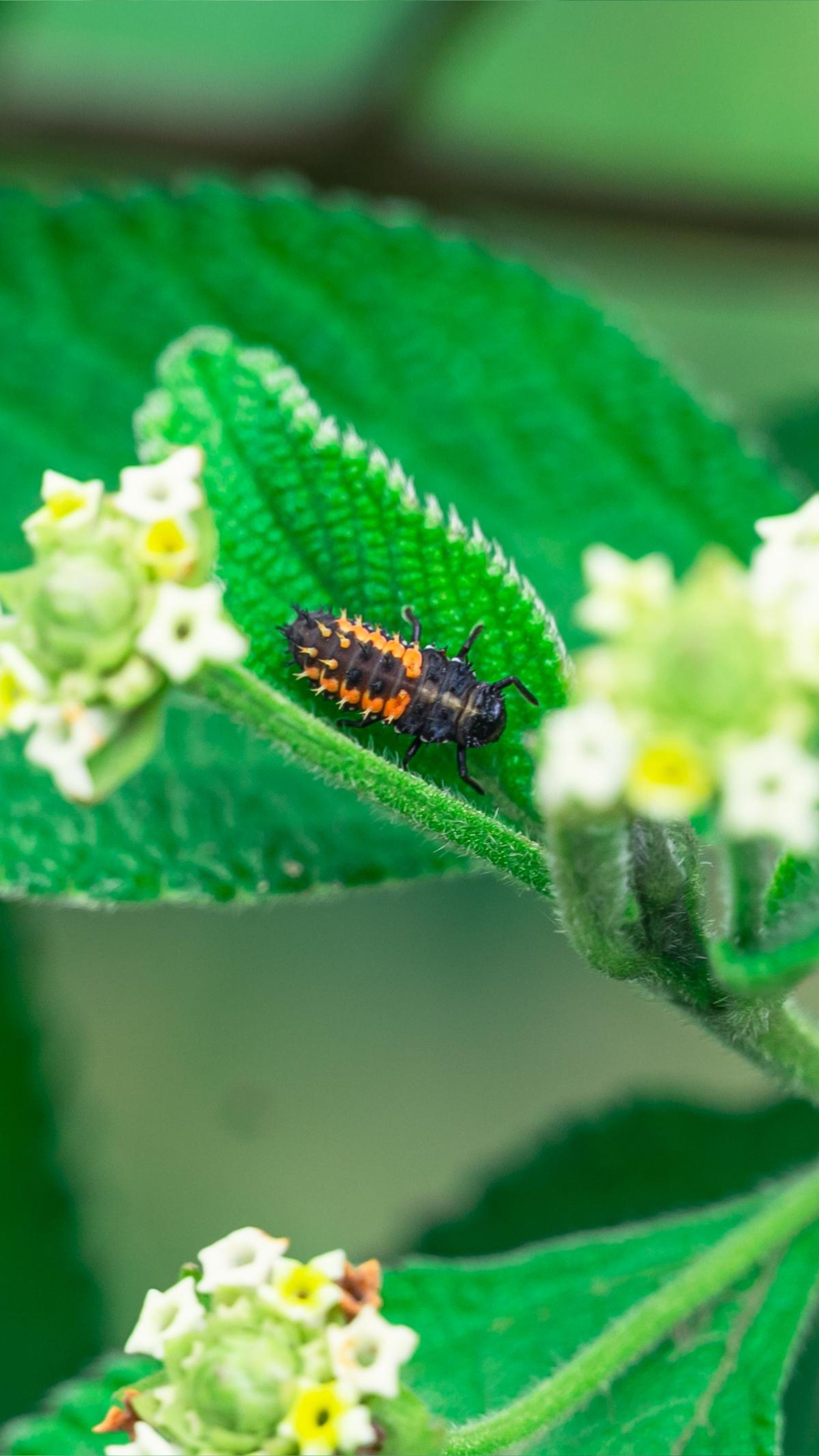 Close-up of Ladybug Larva on Green Leaf · Free Stock Photo