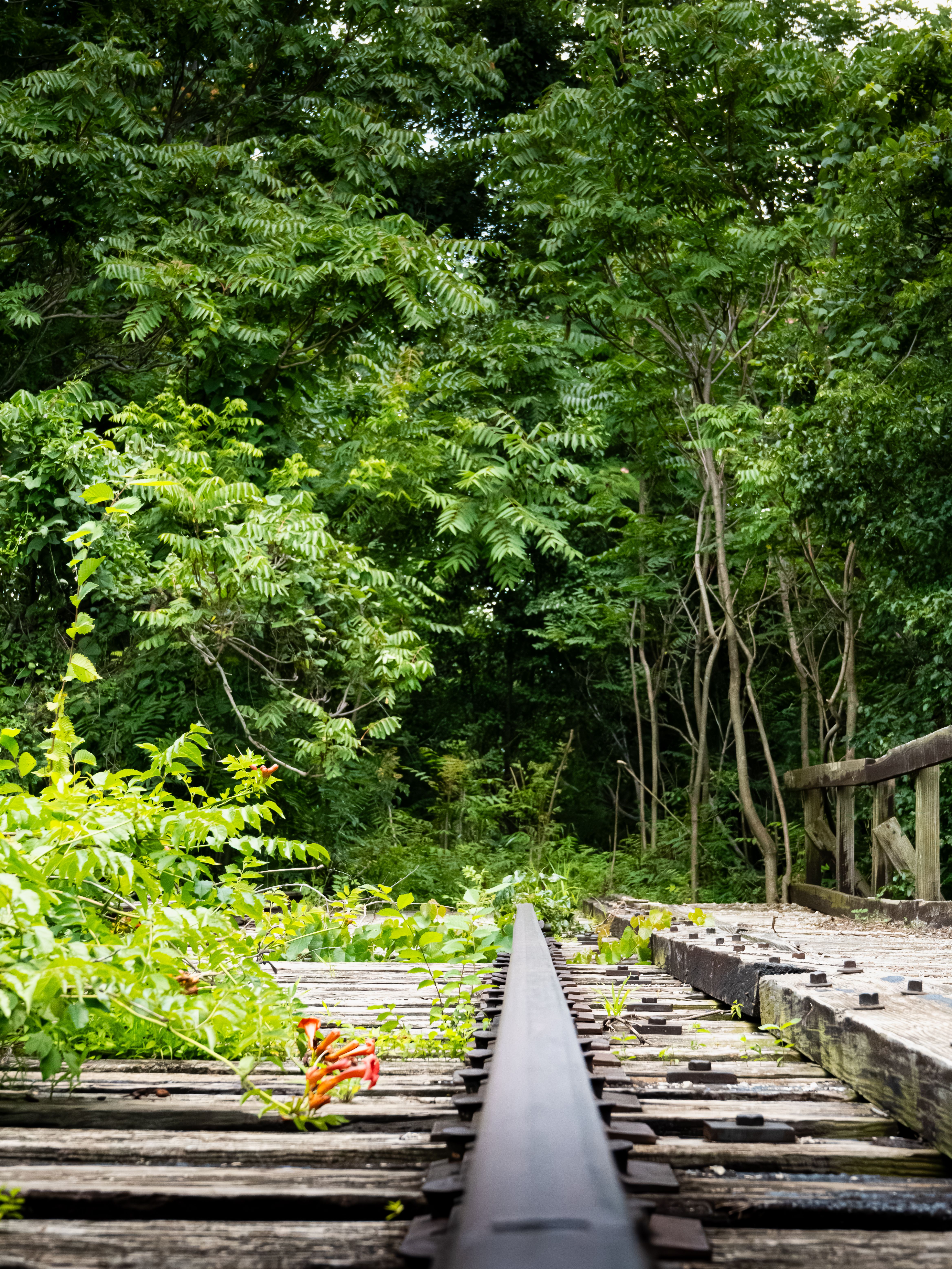 Abandoned Railroad Track in Lush Forest · Free Stock Photo