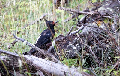 Palaeeudyptes Klekowskii Mega Penguin Size & Extinction