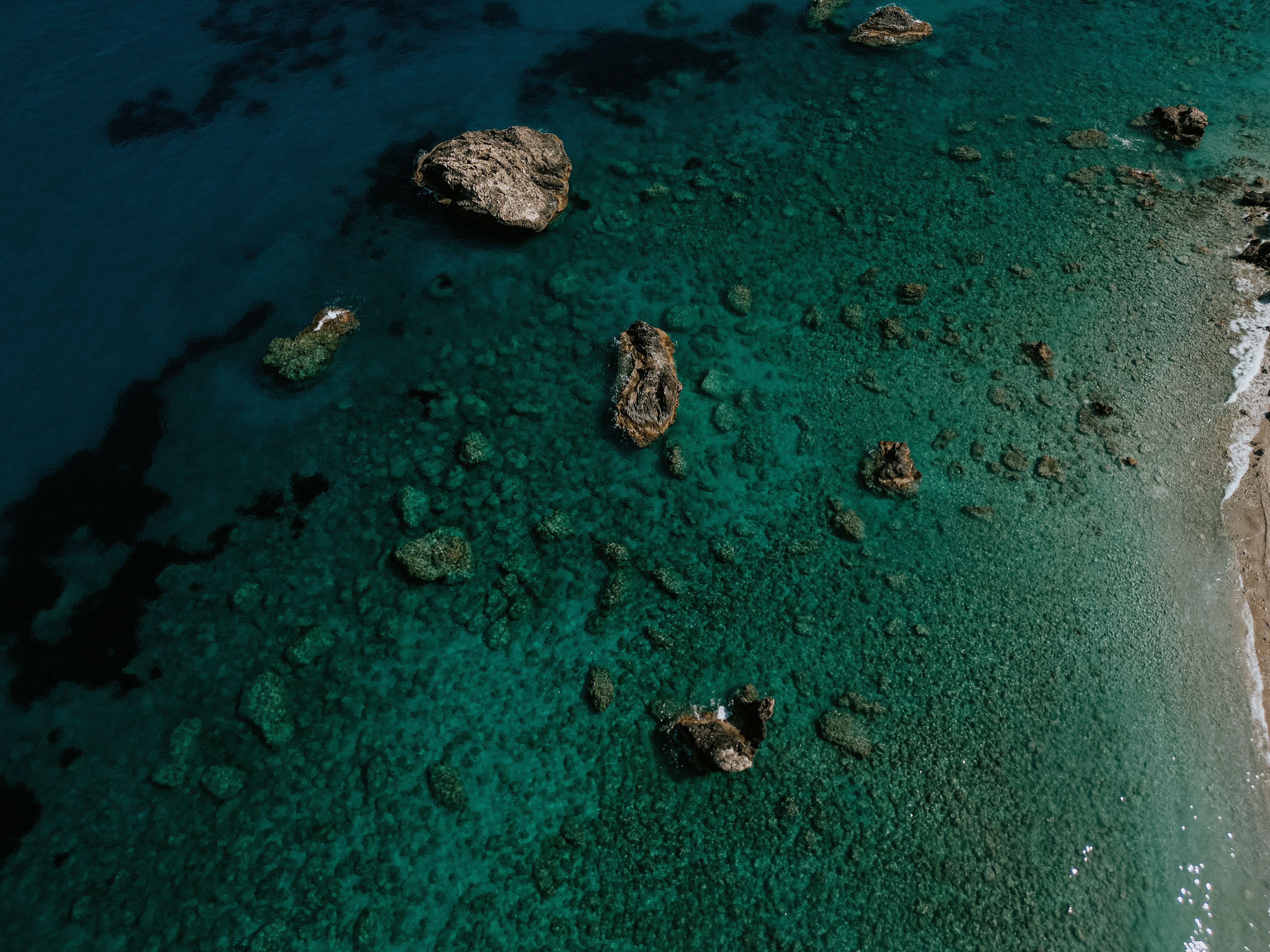 Sea Green Fllower Photos, Download The BEST Free Sea Green Fllower ...