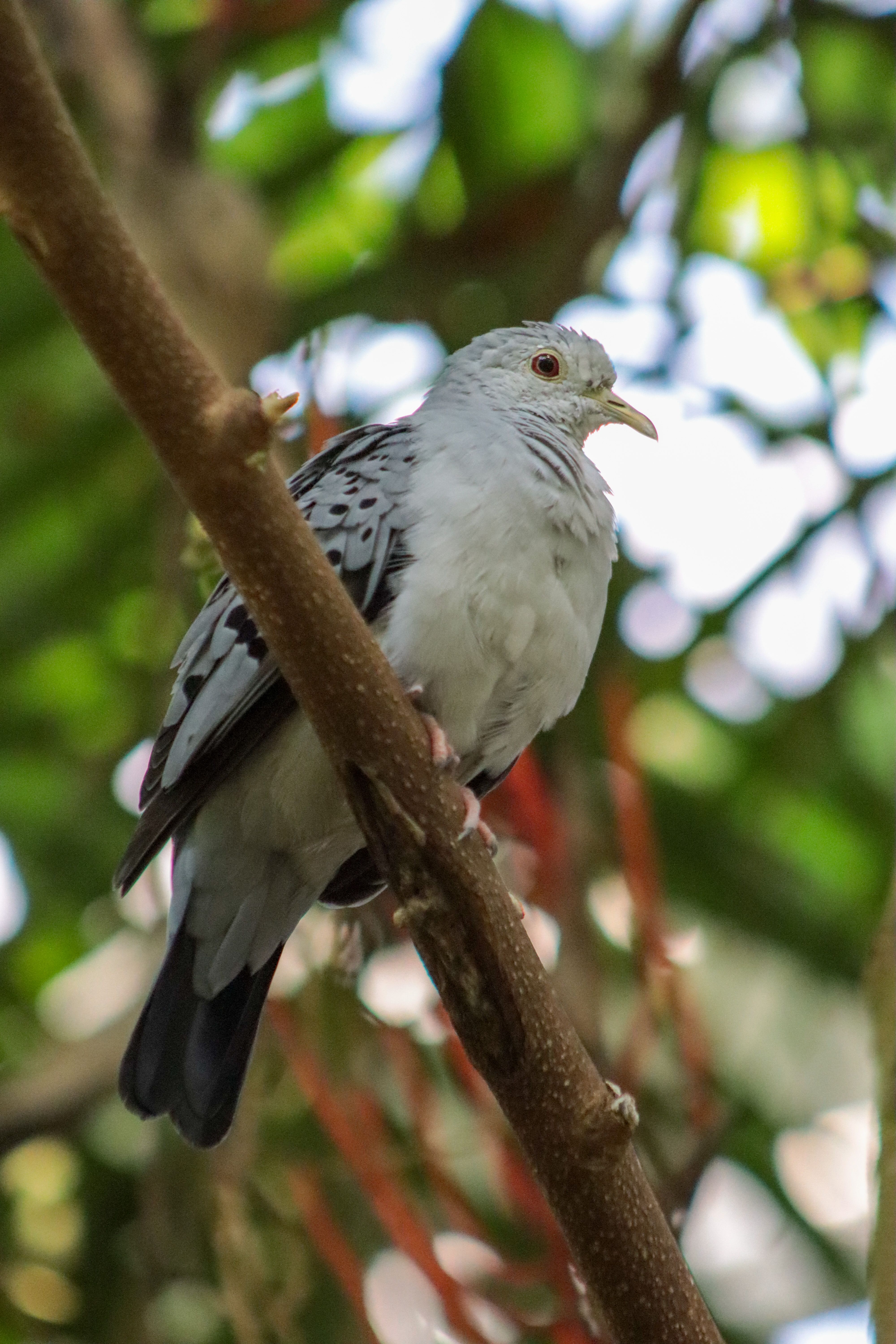 Kiwi Bird Photos, Download The BEST Free Kiwi Bird Stock Photos & HD Images