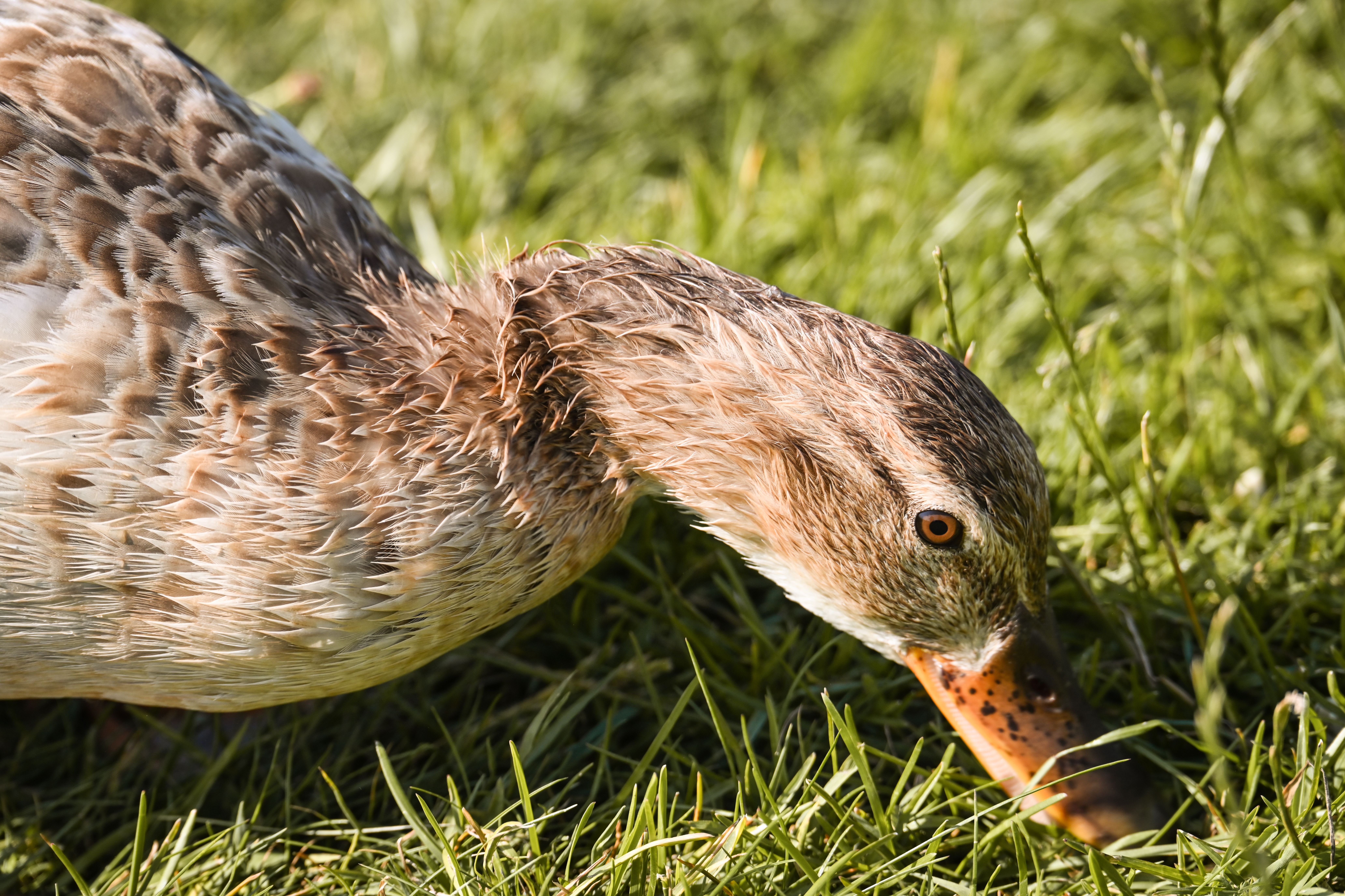 Close-up of a Mallard Duck Grazing in Meadow · Free Stock Photo