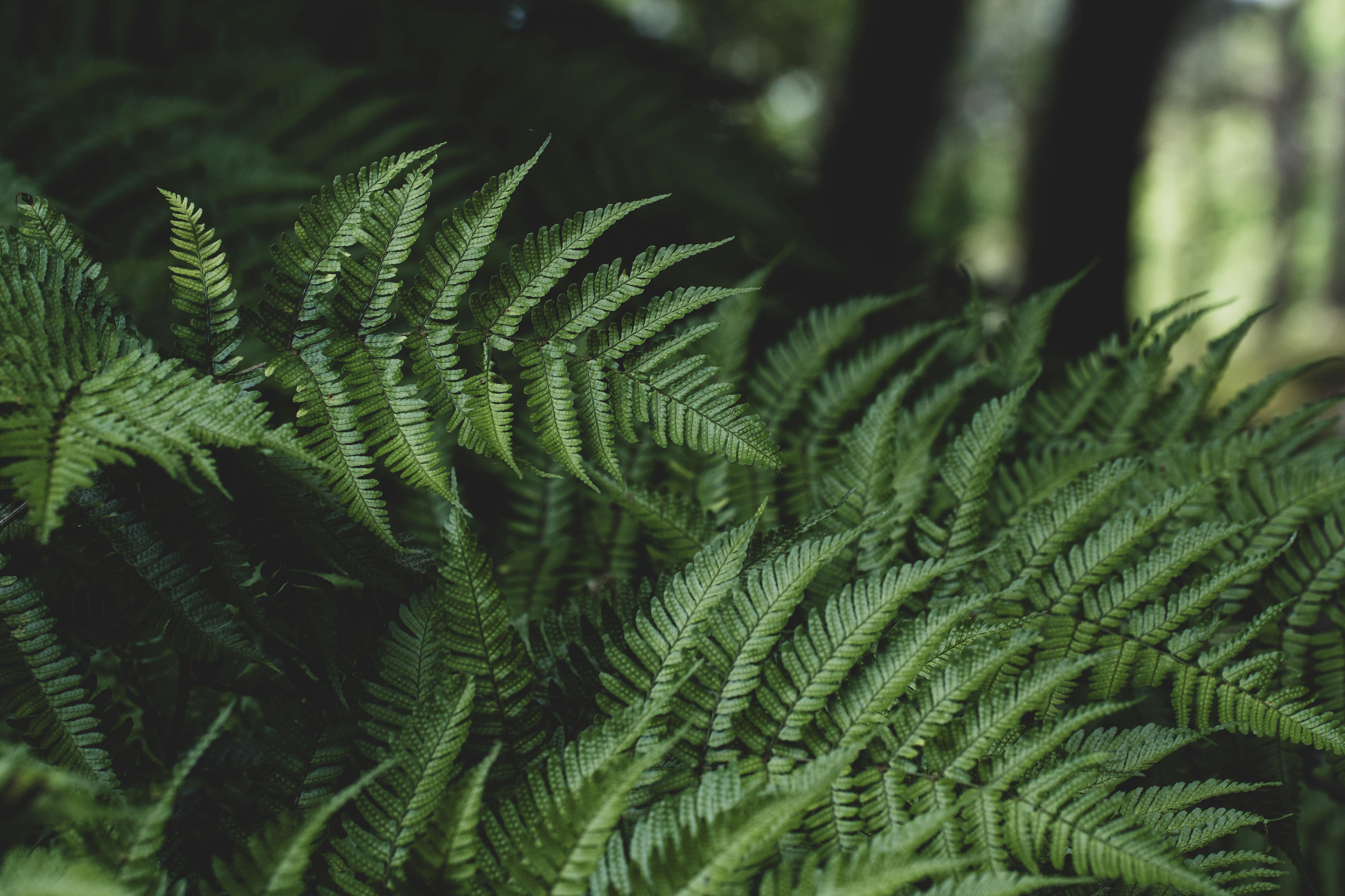 Sward Teenpisk Photos, Download The BEST Free Sward Teenpisk Stock ...