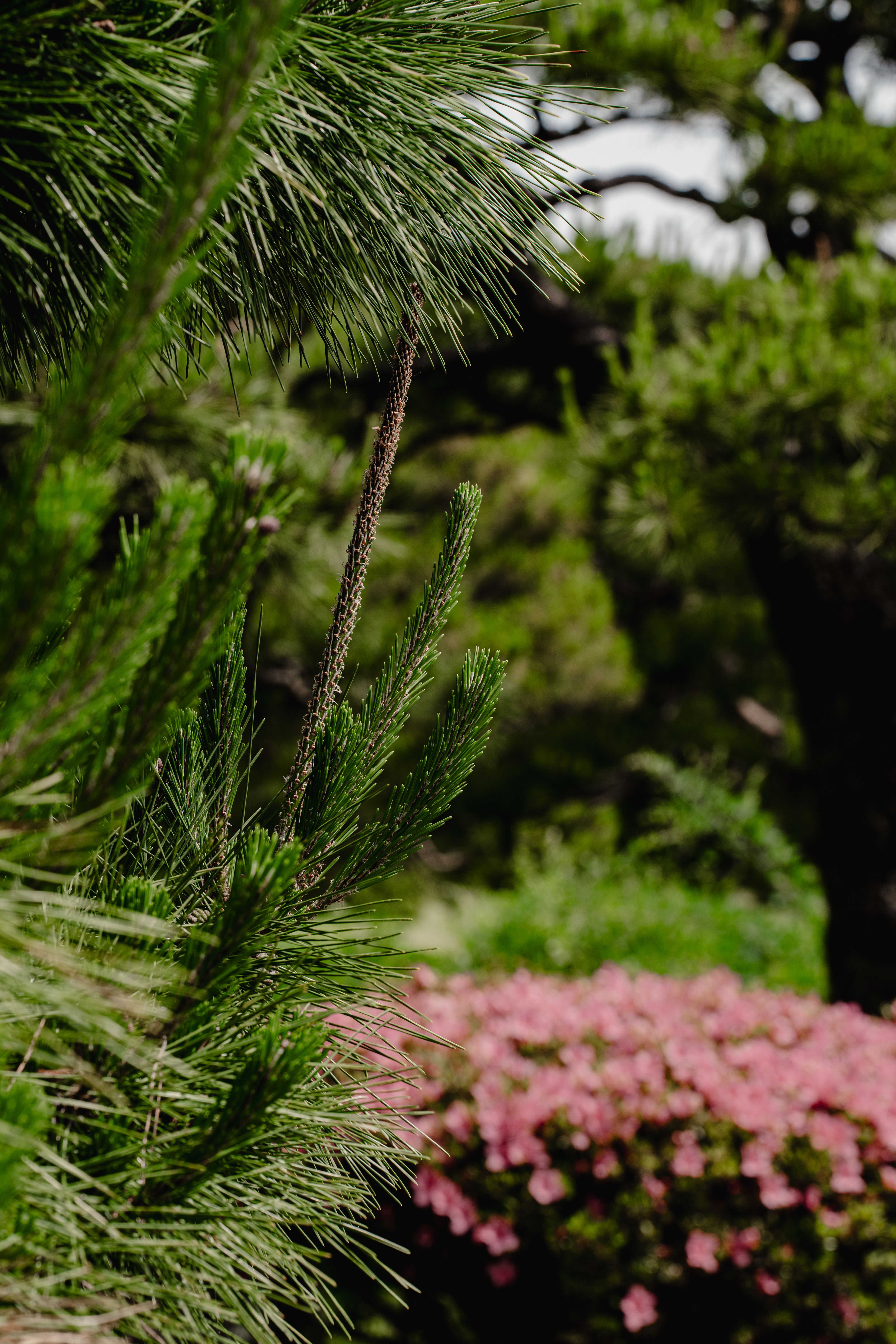 Serene Garden with Pine and Blossoming Shrubs · Free Stock Photo
