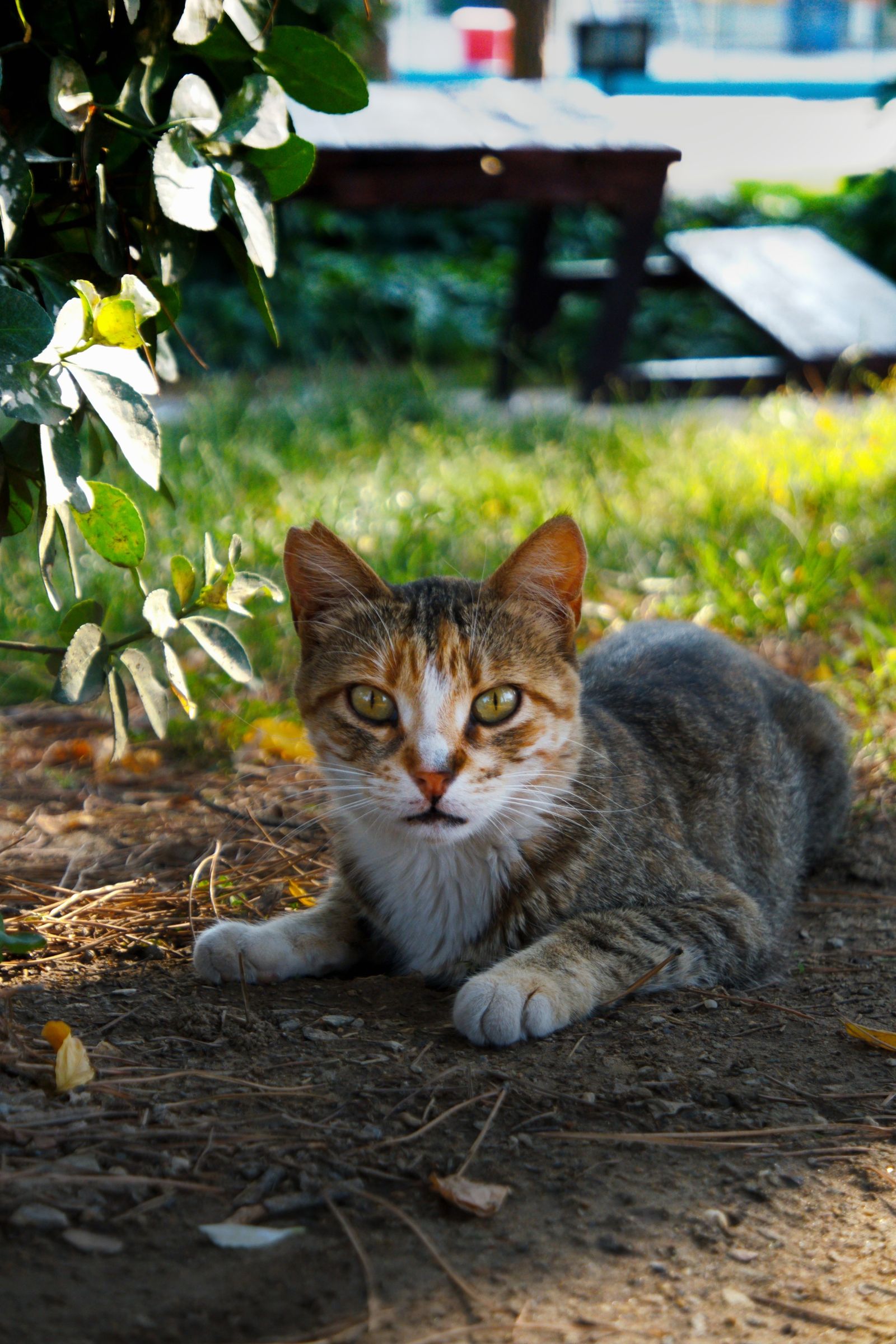 Purple Cat Wallpaper Photos, Download The BEST Free Purple Cat ...
